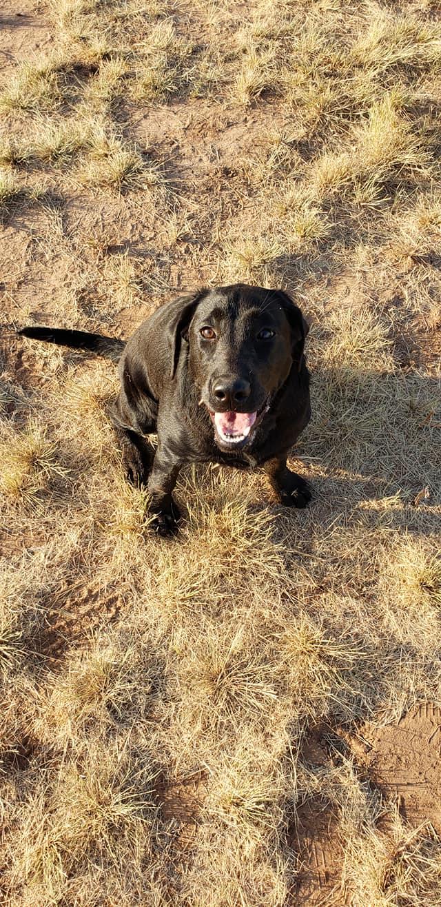 Desert Jewel Pointing Labradors in Oklahoma | Labrador Retriever ...