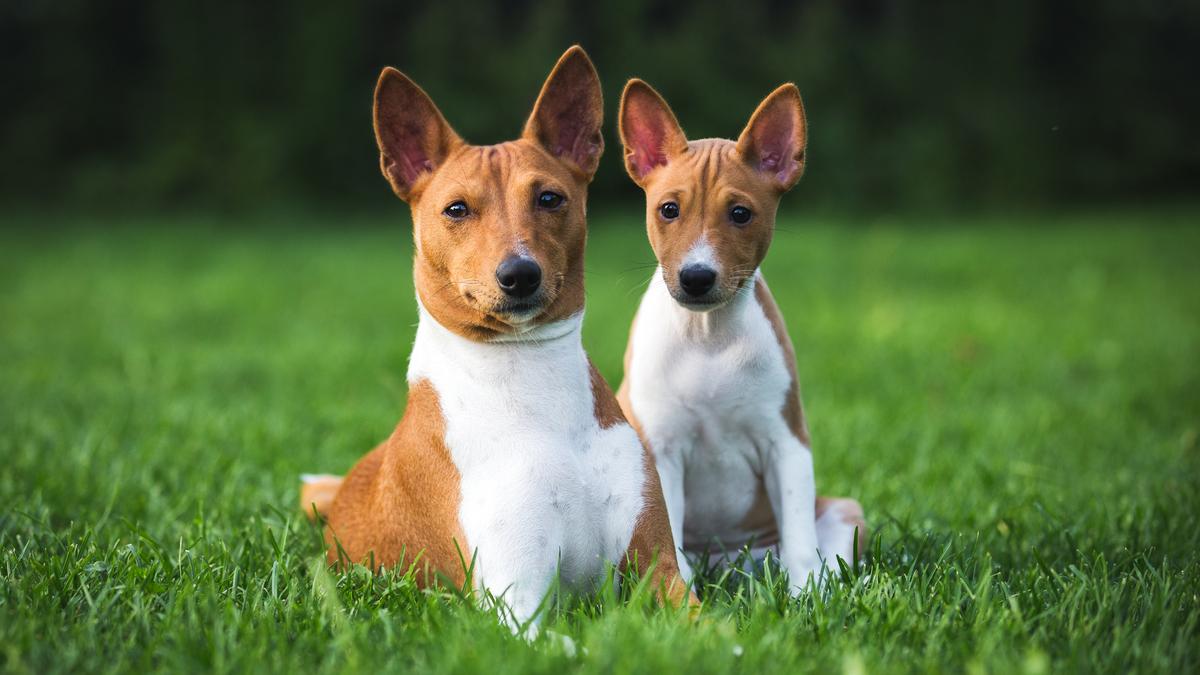 25 cute Purebred Basenji puppies for sale | Good Dog