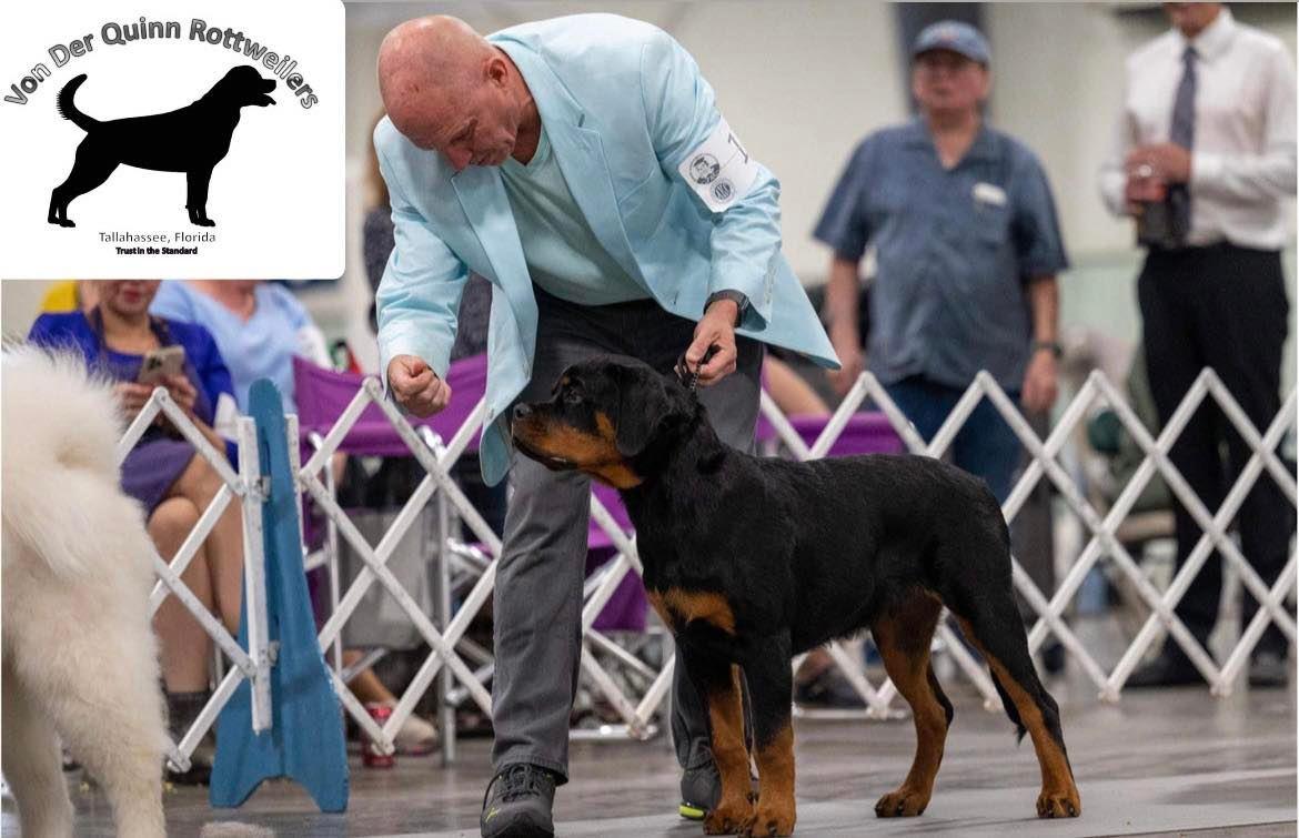 Von Der Quinn Rottweilers in Florida | Rottweiler puppies | Good Dog