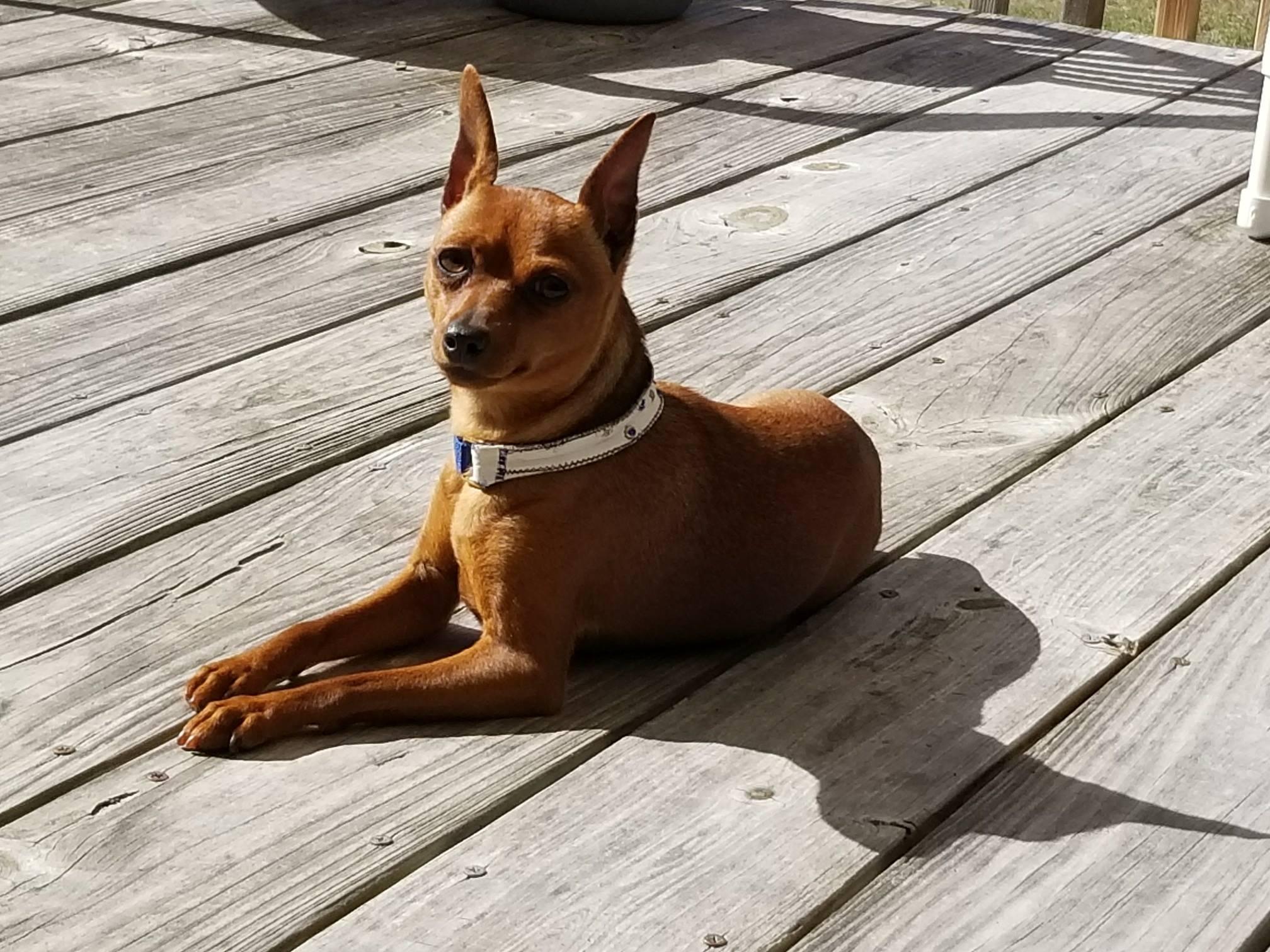 Shadowpins Miniature Pinschers in Florida | Miniature Pinscher puppies ...