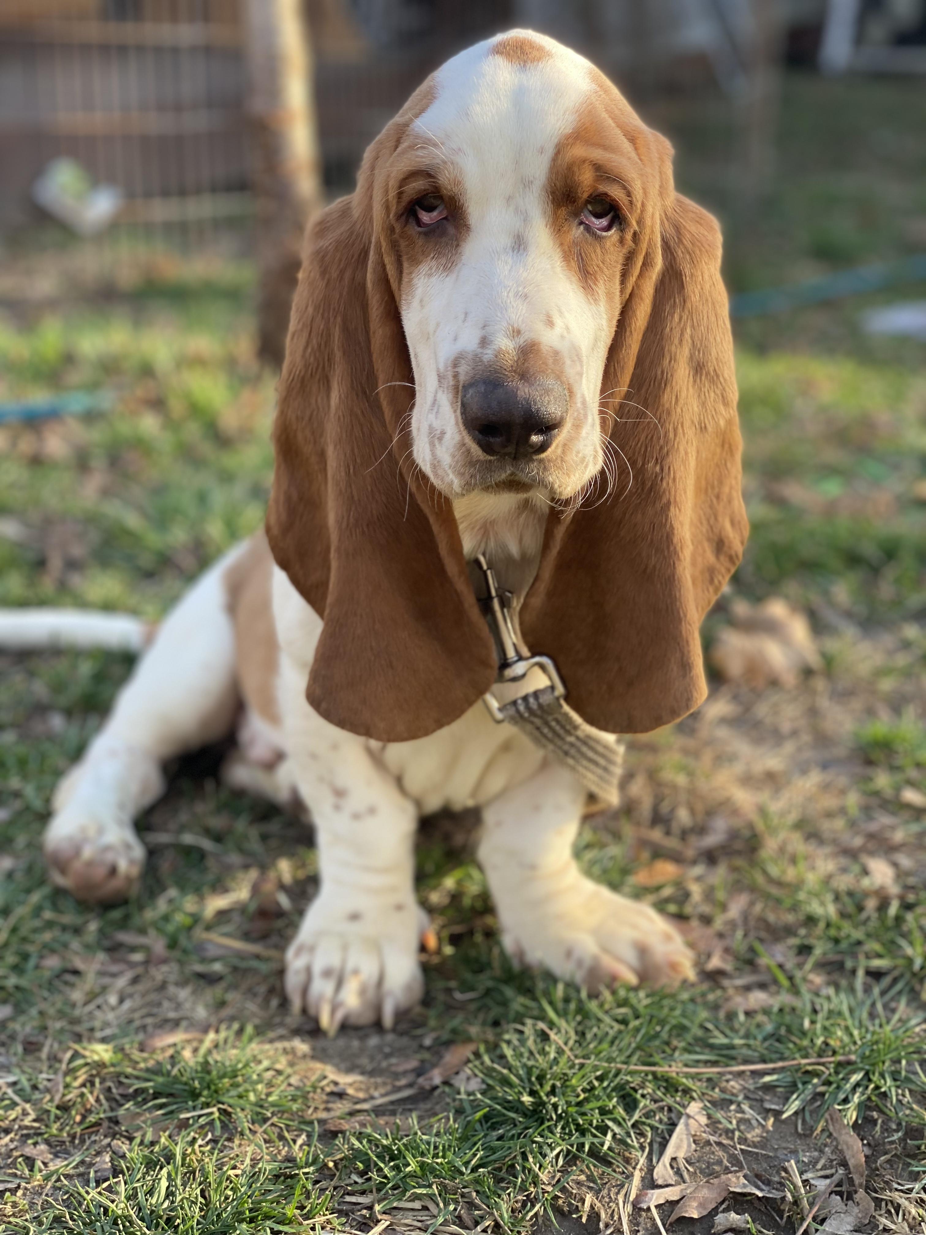 Bloodhound Life in Tennessee | Basset Hound and Bloodhound puppies ...