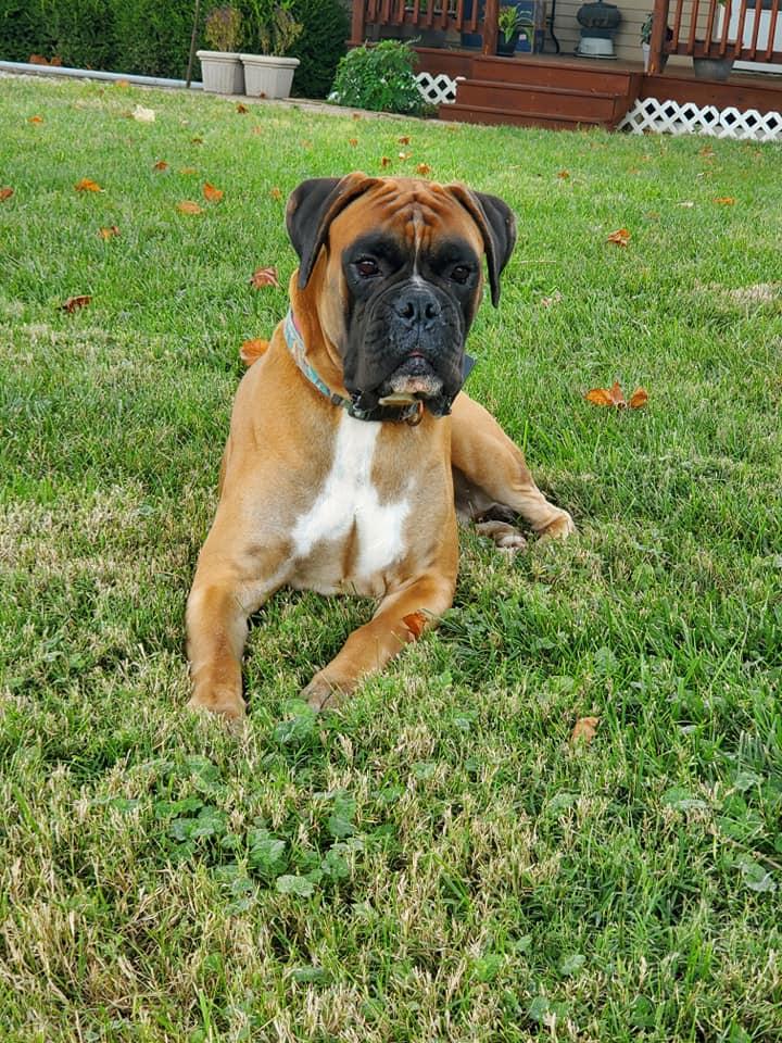 C & C Boxers in Missouri | Boxer puppies | Good Dog