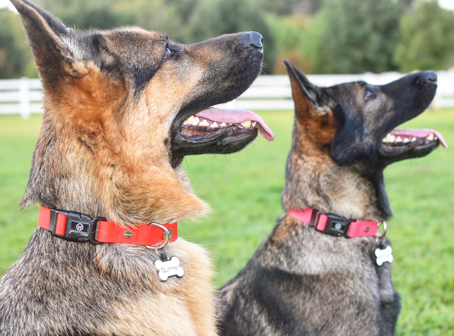 Von Fleckenstein in Maryland | German Shepherd puppies | Good Dog