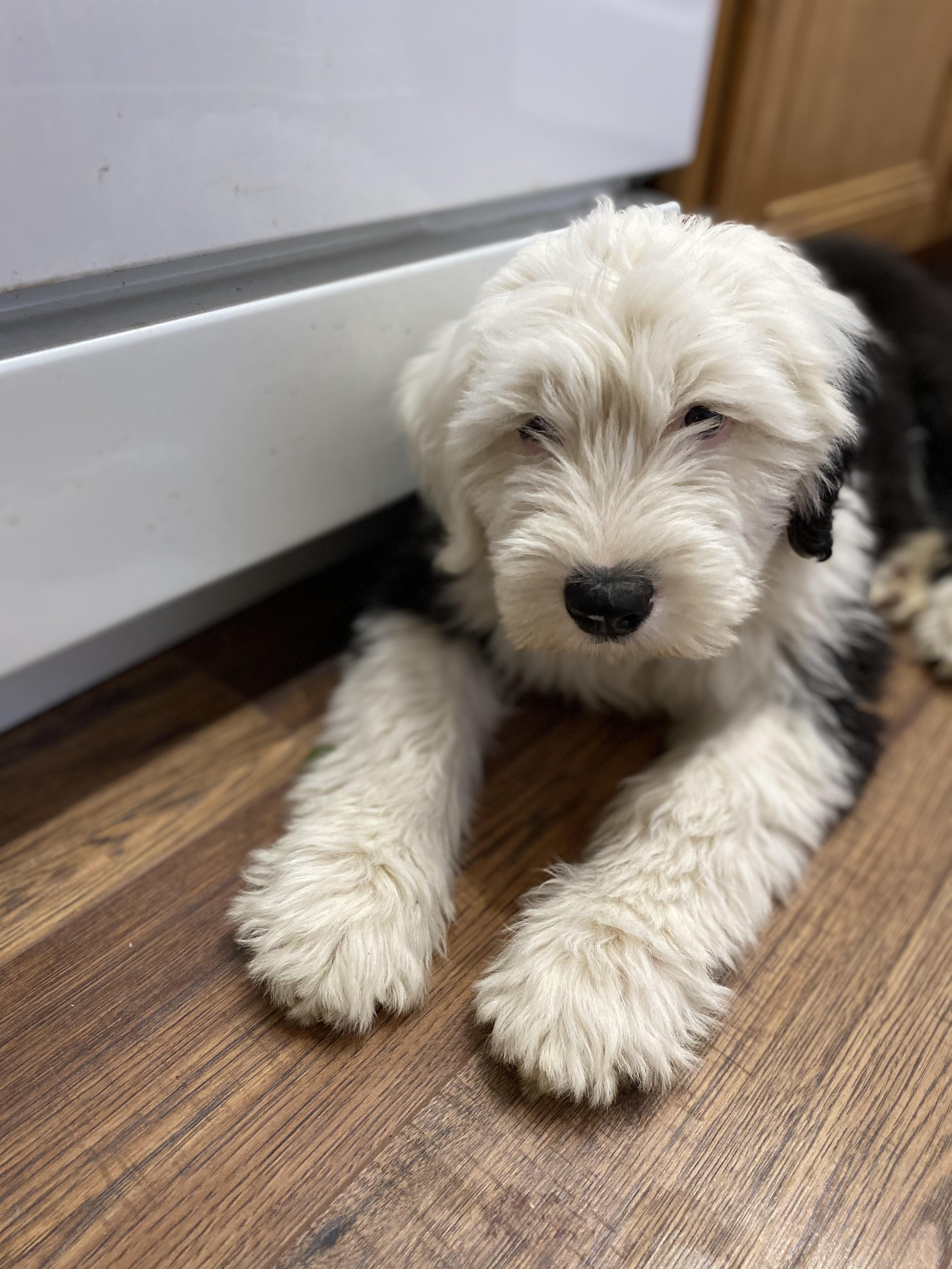 Star Garnet Pups in Idaho | Australian Shepherd, Old English Sheepdog ...