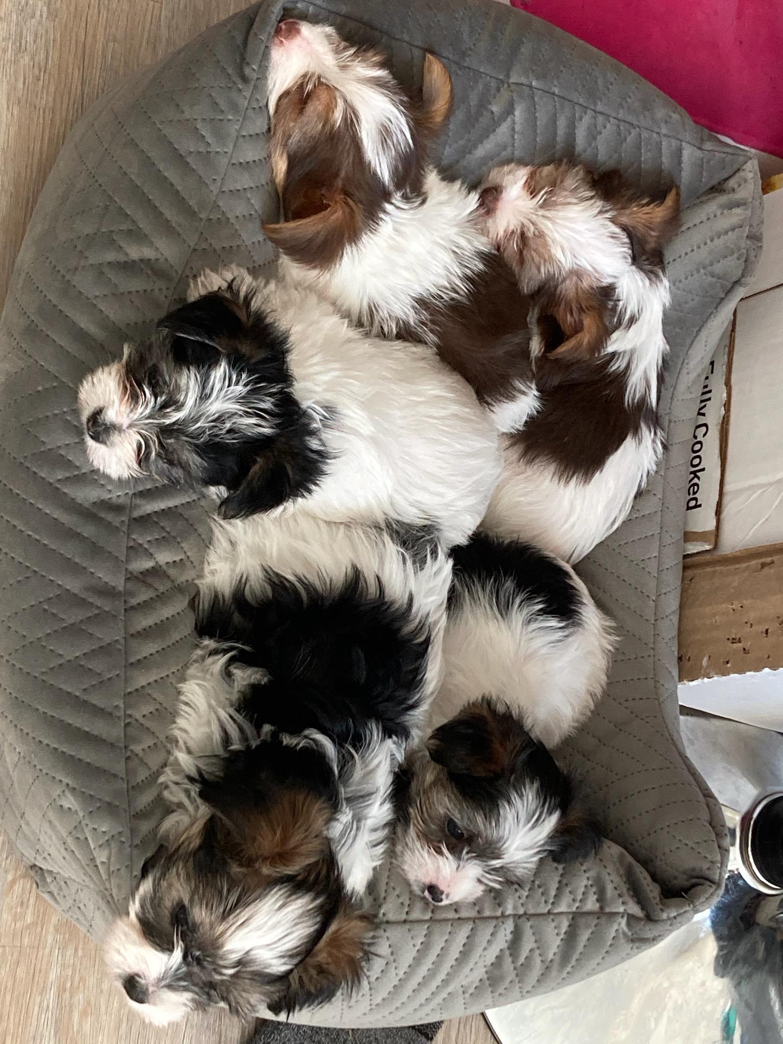 Cute Yorkies in Washington | Yorkshire Terrier puppies | Good Dog