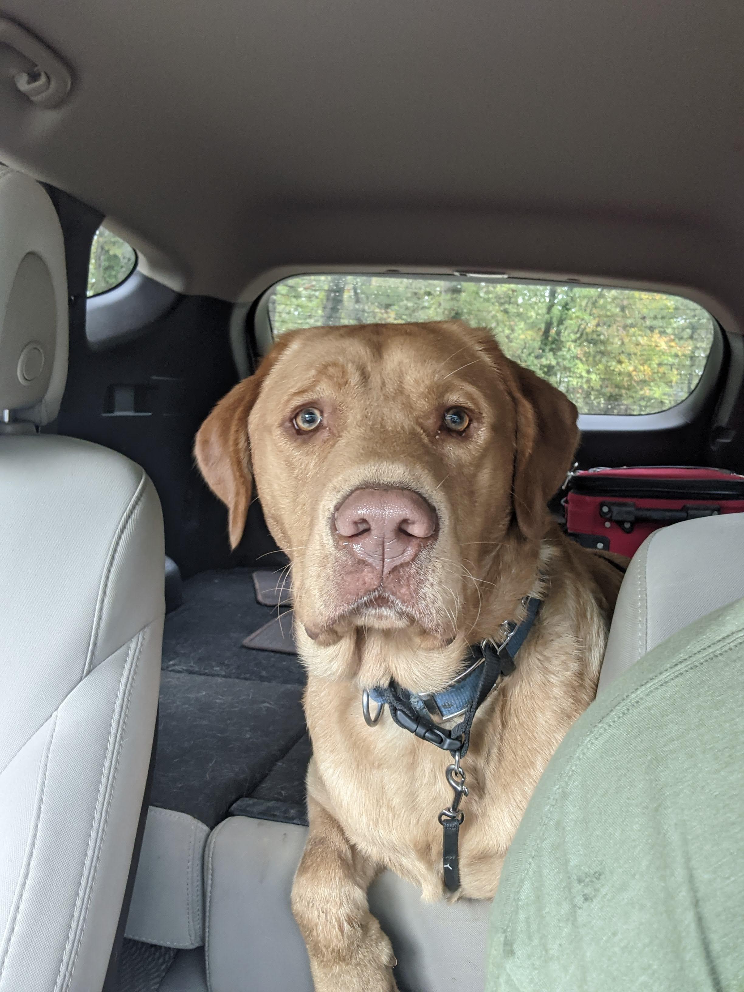 True Hart Labs in Missouri | Labrador Retriever and Dilute Retriever ...