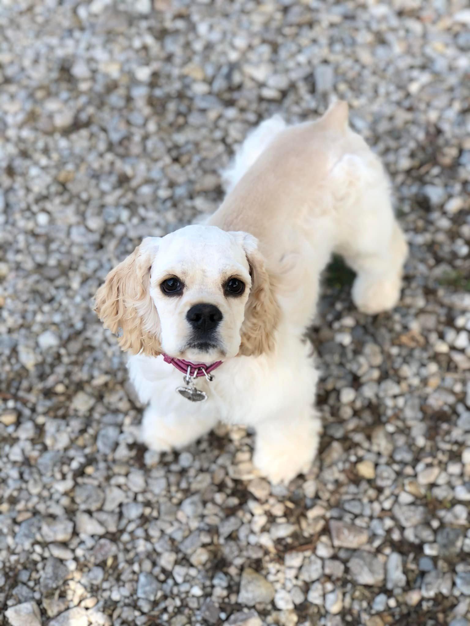 M & M cocker Spaniels in Pennsylvania | Cocker Spaniel puppies | Good Dog