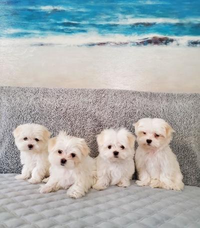 LAS VEGAS PUPPY in Nevada | Maltese and Shiba Inu puppies | Good Dog