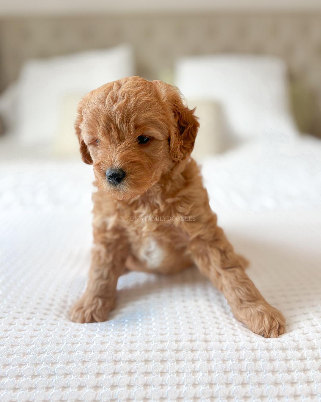 Pnwfamilydoodles in Washington | Goldendoodle and Maltipoo puppies ...
