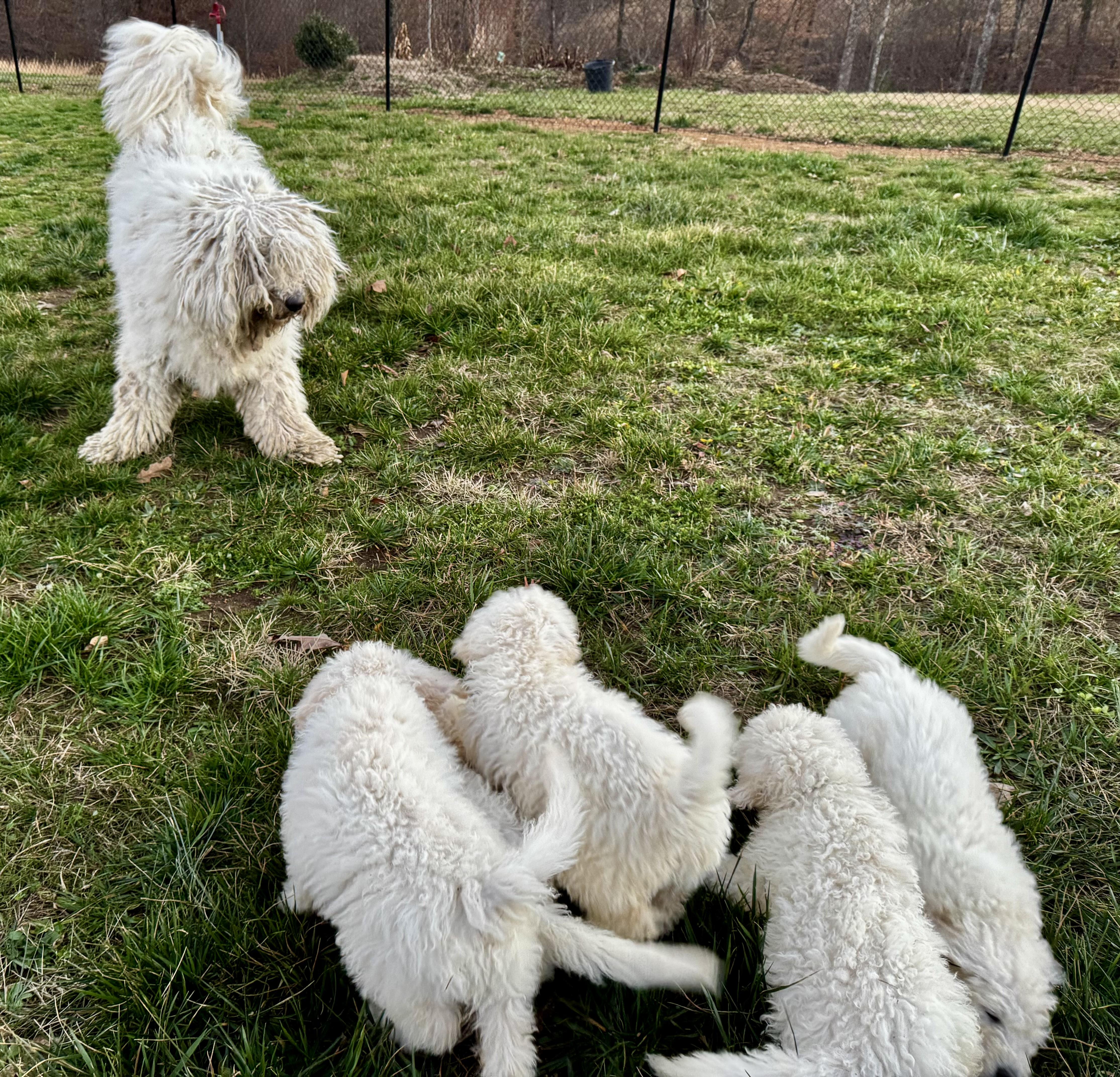 Loyal Osi Komondork Kennel in Tennessee | Komondor puppies | Good Dog