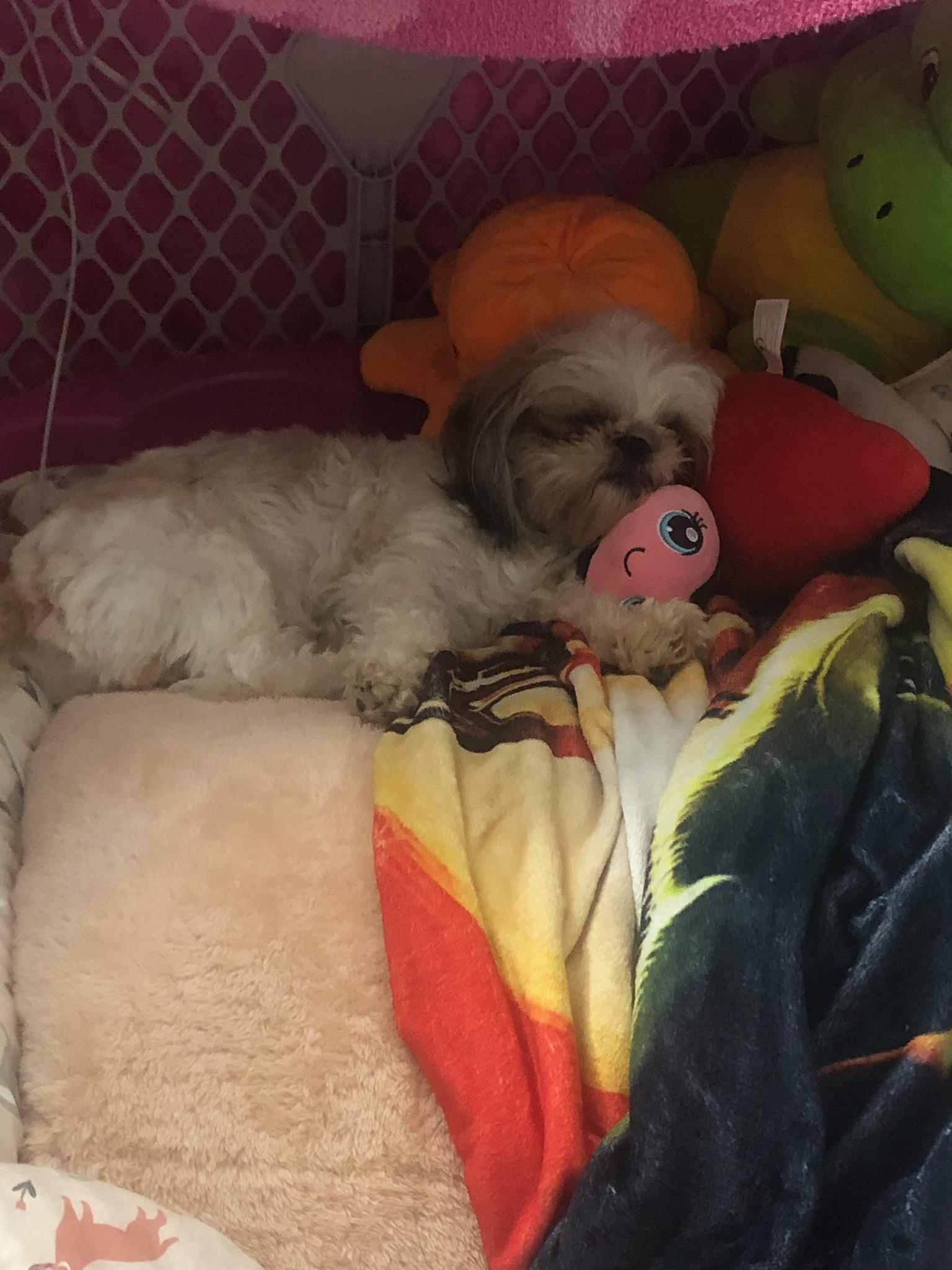 Pup Paw-lace in Texas | Shih Tzu puppies | Good Dog