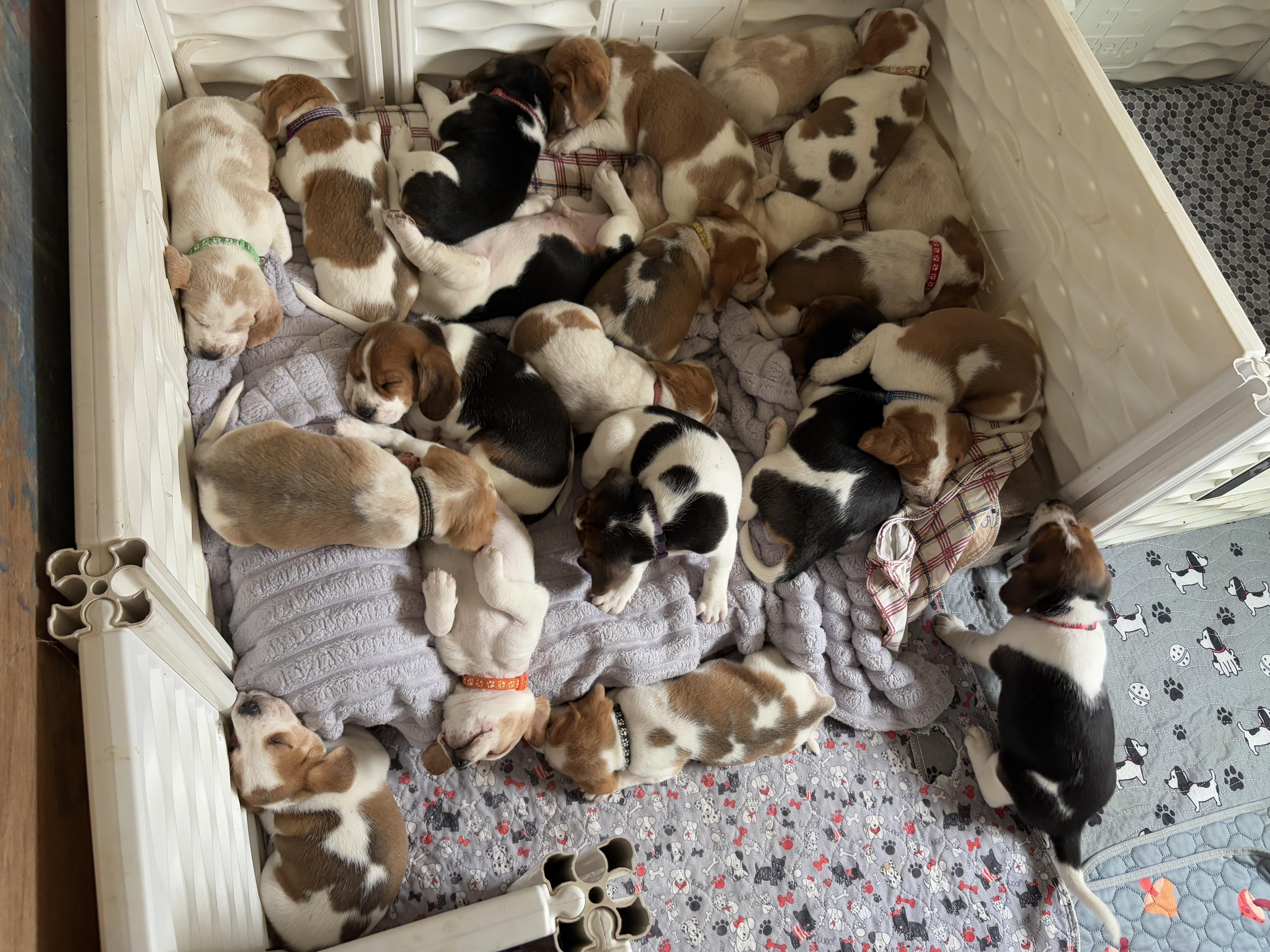 Beagles on the Run in Oregon | Beagle puppies | Good Dog