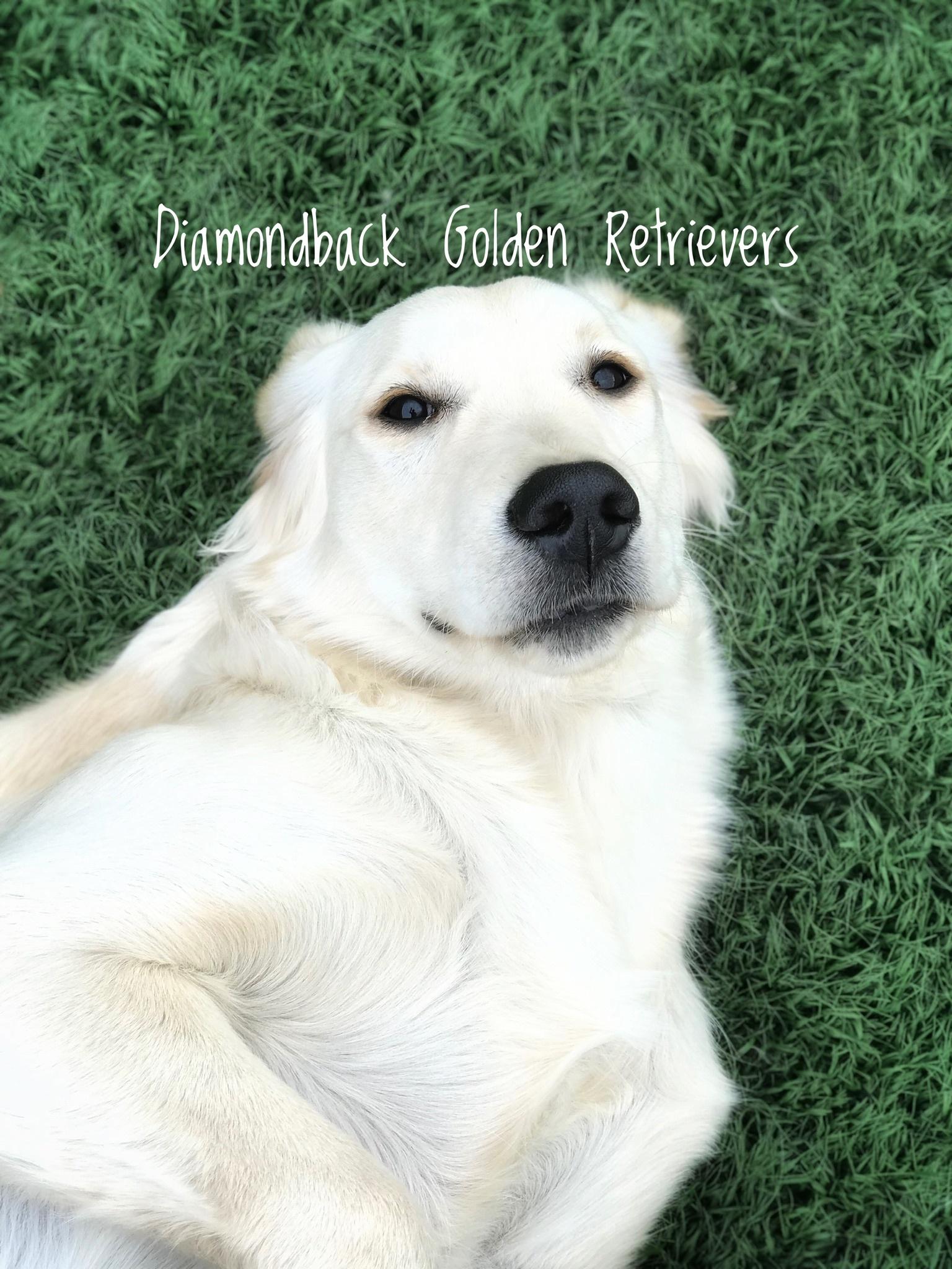 Diamondback Golden Retrievers in Arizona | Golden Retriever puppies ...