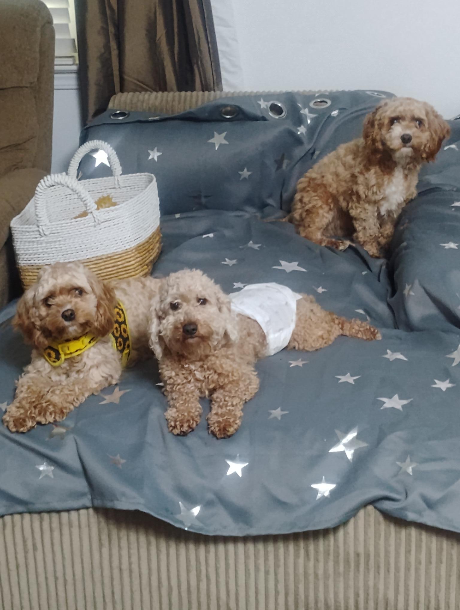Velvet Paws Cavapoos in Arkansas | Cavapoo puppies | Good Dog