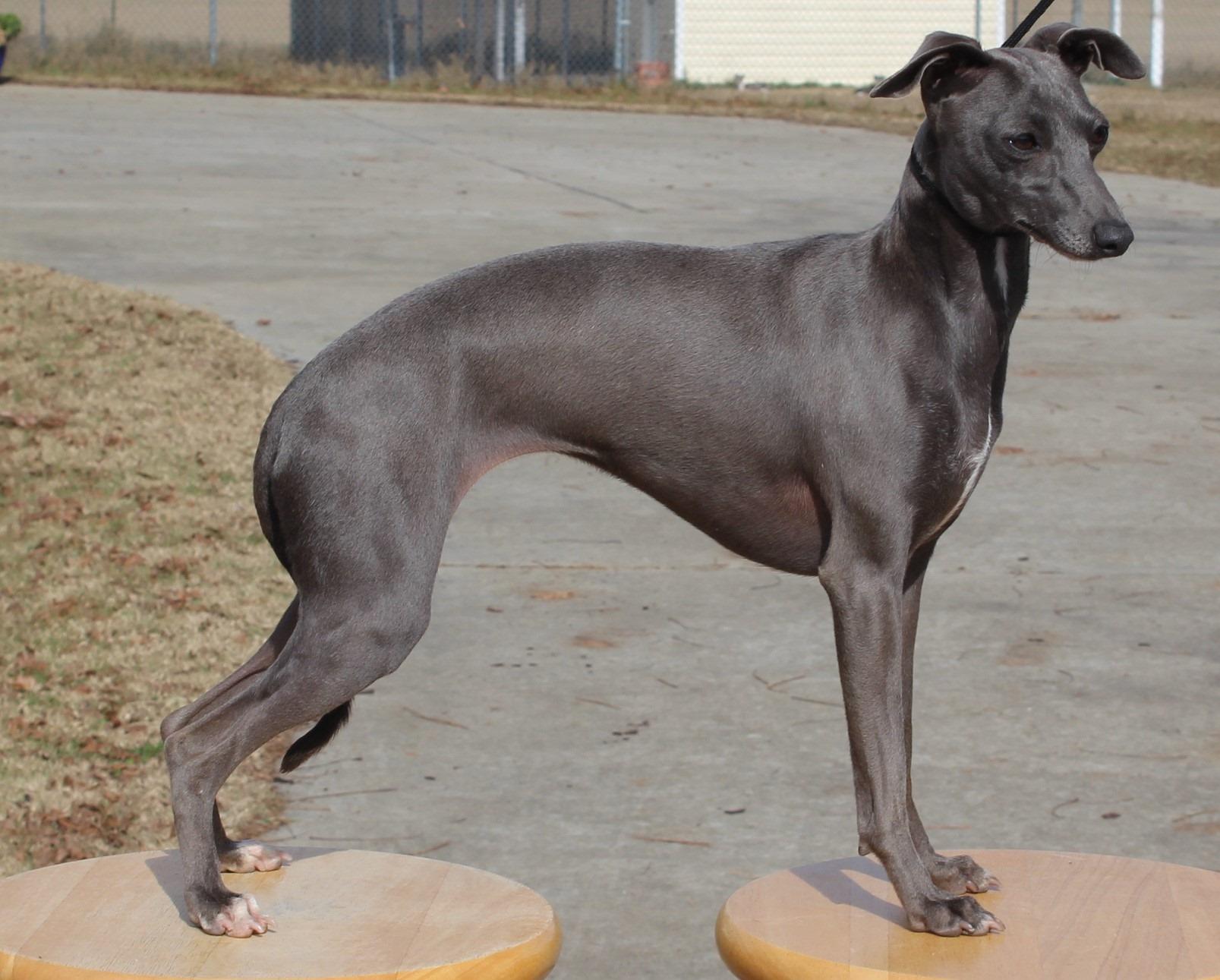 Marchwind Farm in Georgia | Italian Greyhound puppies | Good Dog