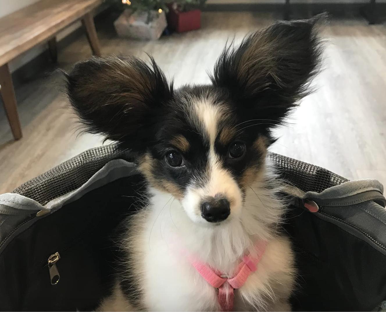Thompson Papillons in Tennessee | Papillon puppies | Good Dog
