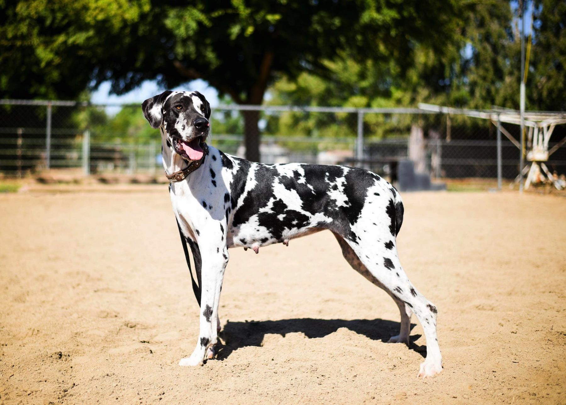Meadow Creek Great Danes in Arizona | Great Dane puppies | Good Dog