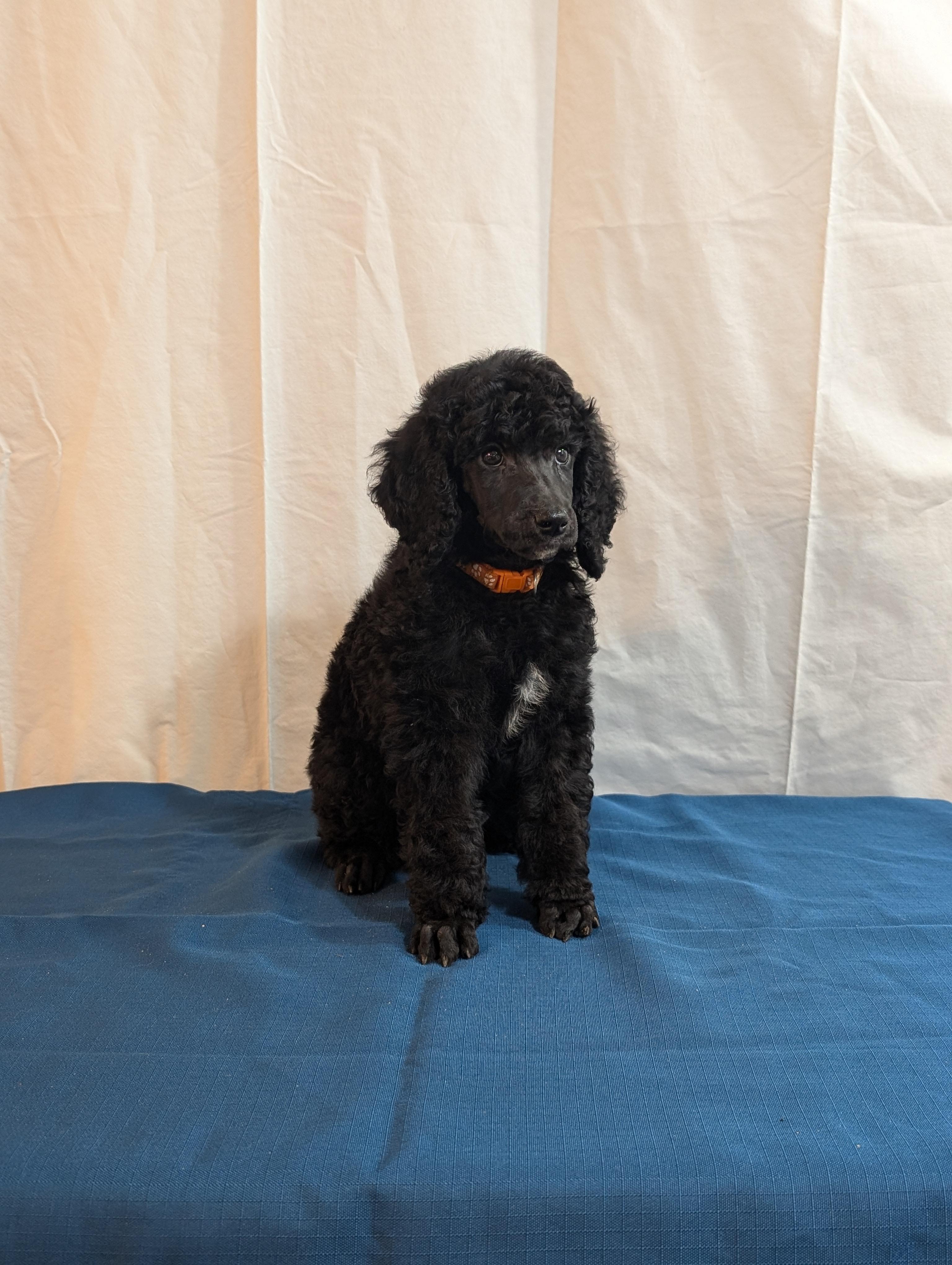 Moondancers Poodles in Alabama | Poodle puppies | Good Dog
