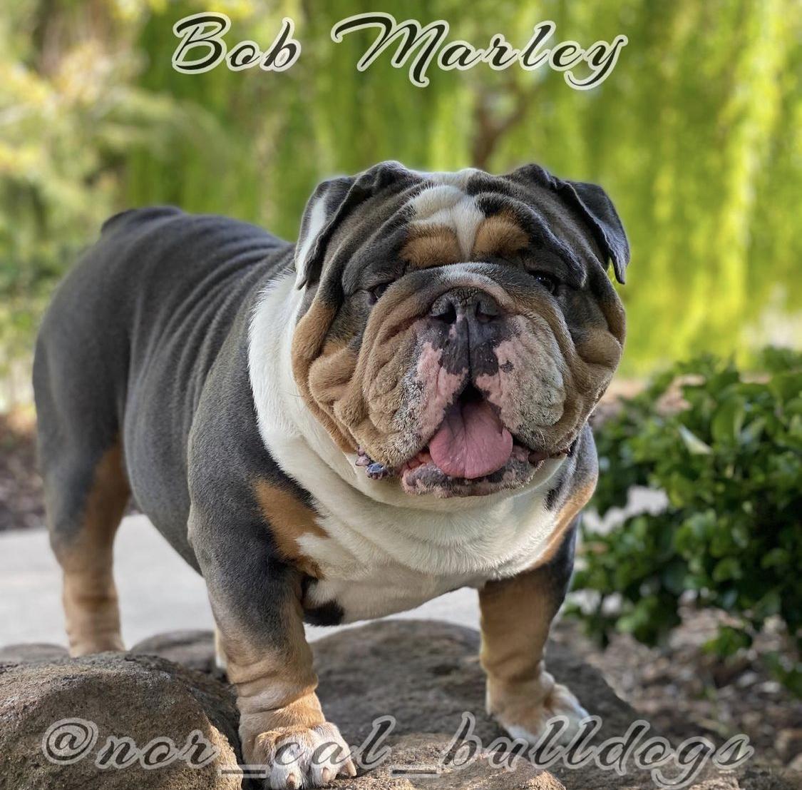NorCal Bulldogs in California | Bulldog puppies | Good Dog