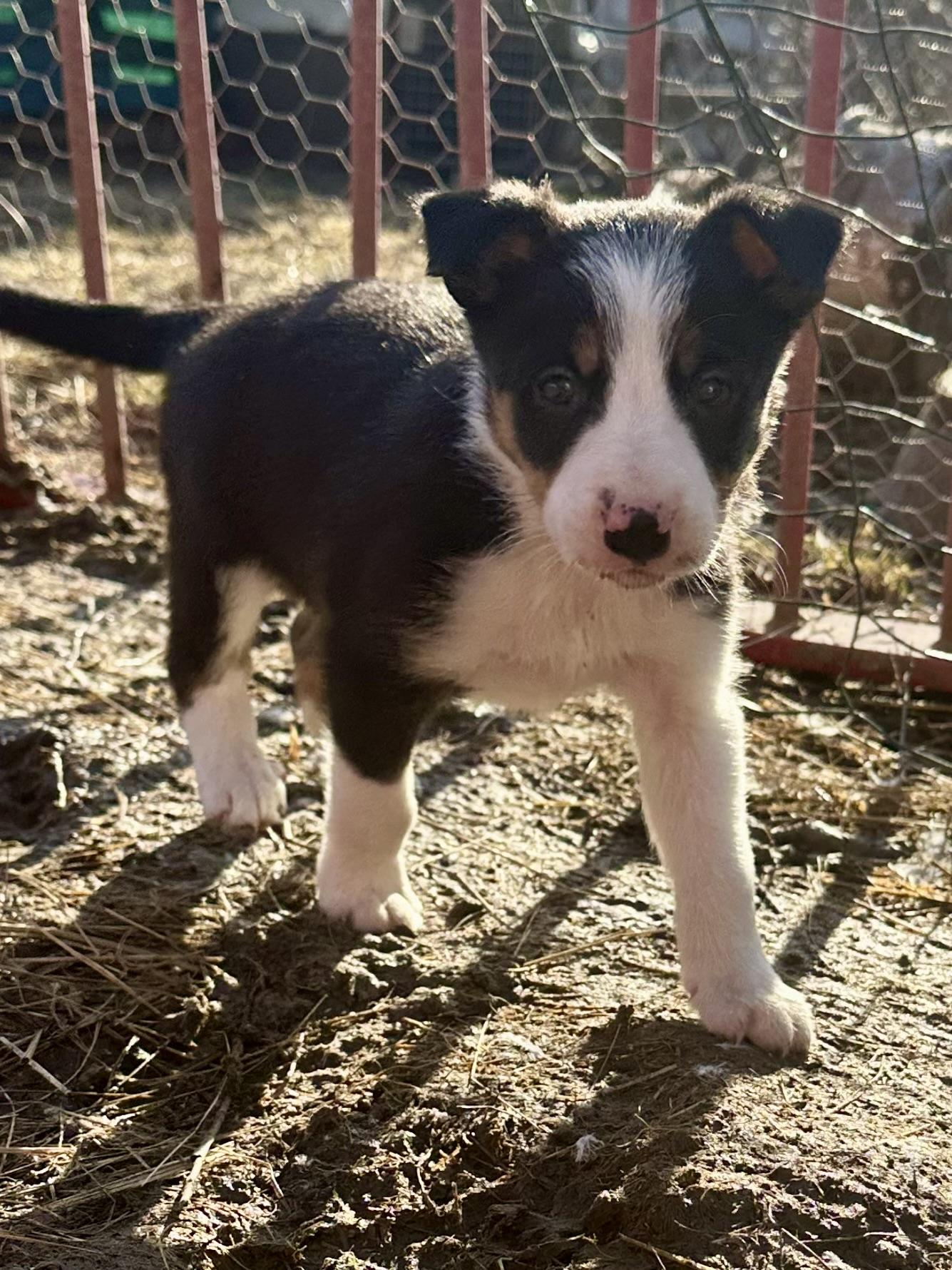 High Velocity Stockdogs in Texas | Border Collie puppies | Good Dog