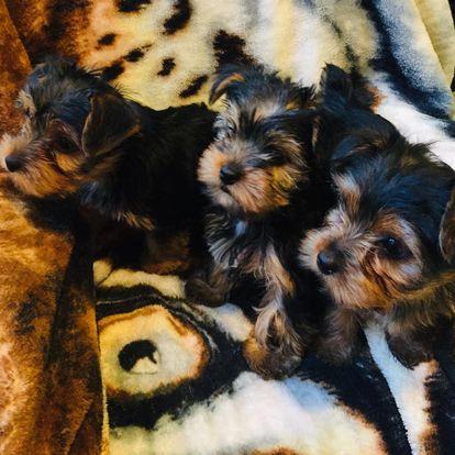 Forever Yorkies FL in Florida | Yorkshire Terrier puppies | Good Dog