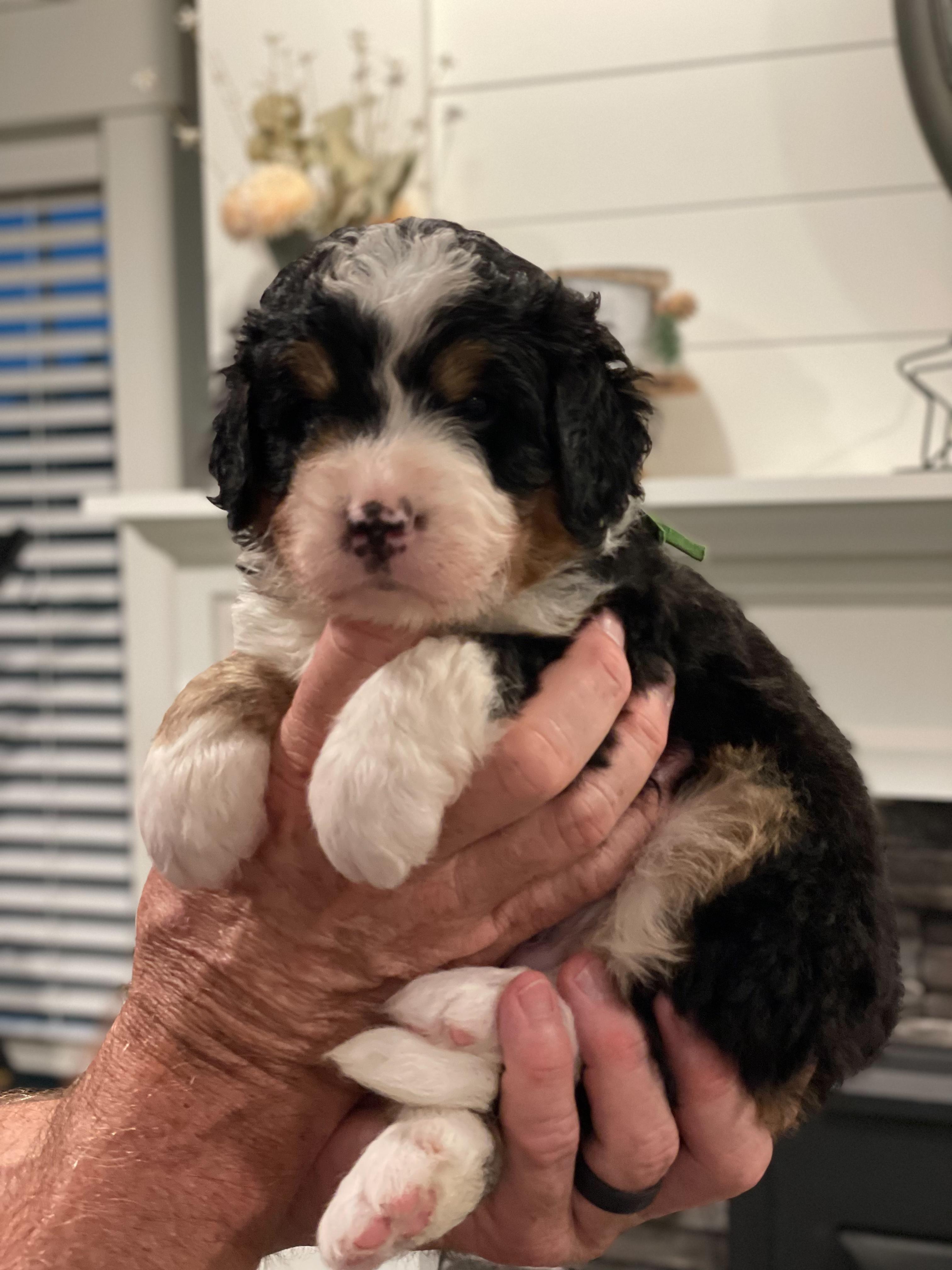 FM Berners in Ohio | Bernedoodle puppies | Good Dog