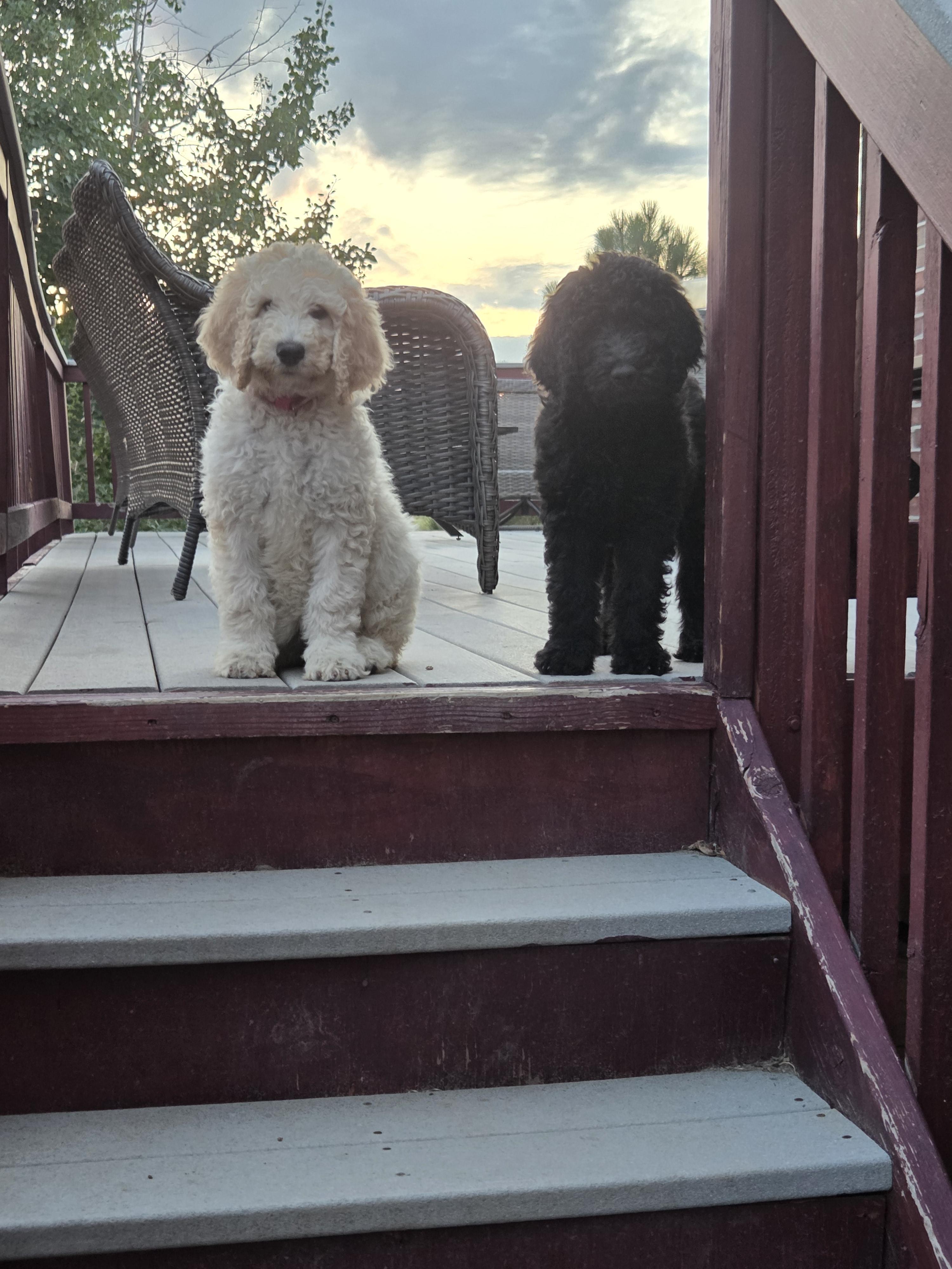 Simply Amazing Doodles in Colorado | Bernedoodle and Poodle puppies ...