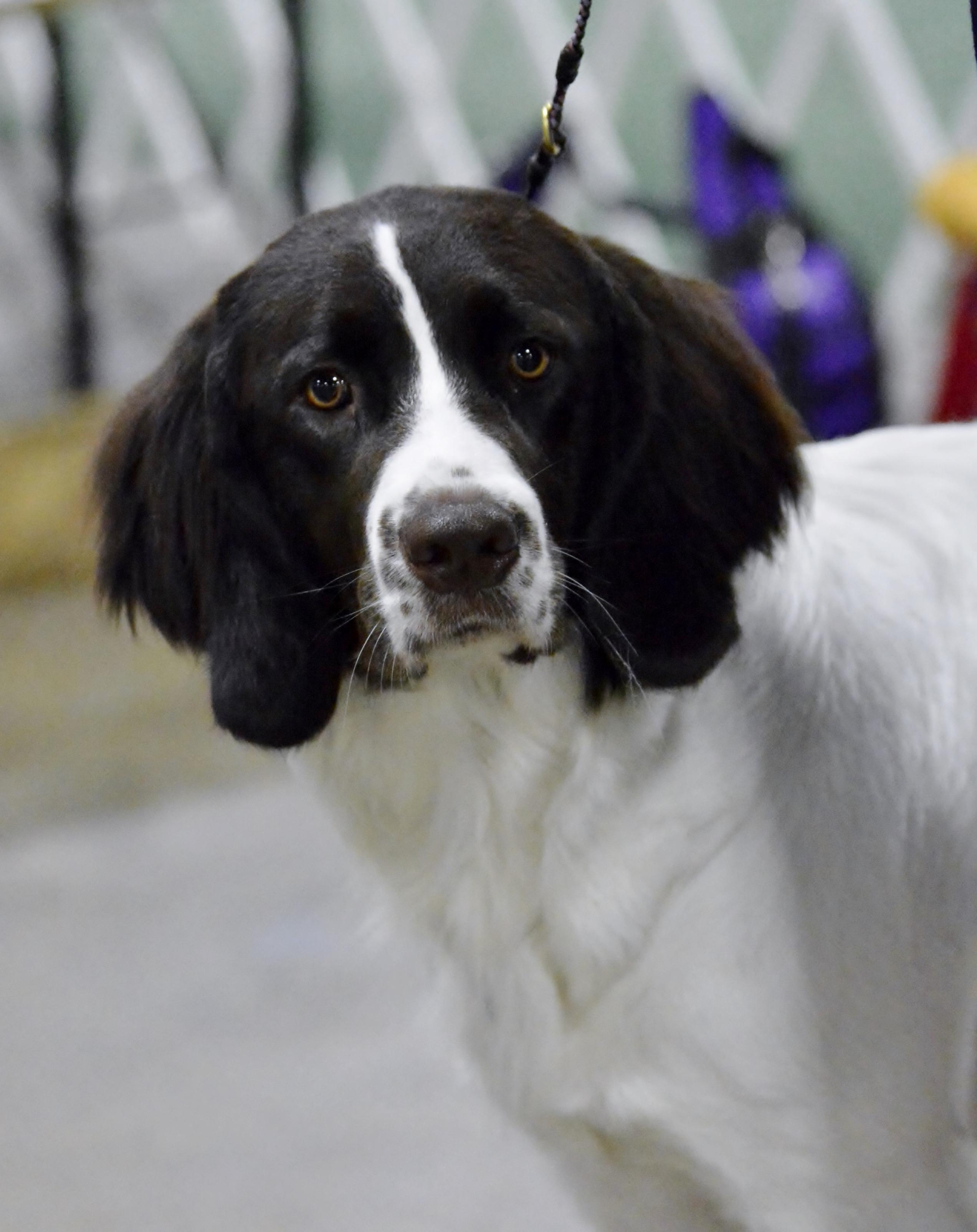 Alexis Weinstein in New Jersey | Drentsche Patrijshond puppies | Good Dog