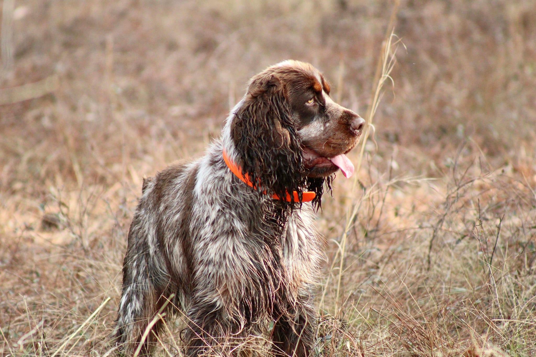 Homegrown Springers in Michigan | English Springer Spaniel puppies ...