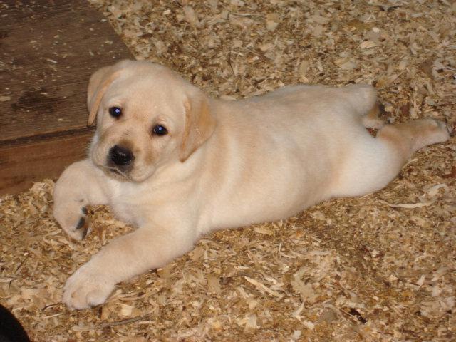 Beach Bum Labradors in Virginia | Labrador Retriever puppies | Good Dog