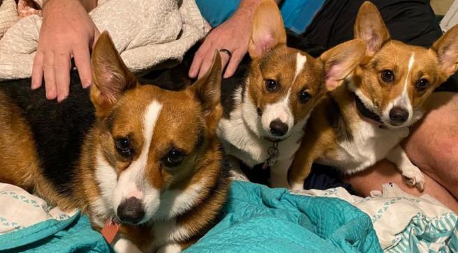 Dawnmarie Loftis in Oklahoma | Pembroke Welsh Corgi puppies | Good Dog
