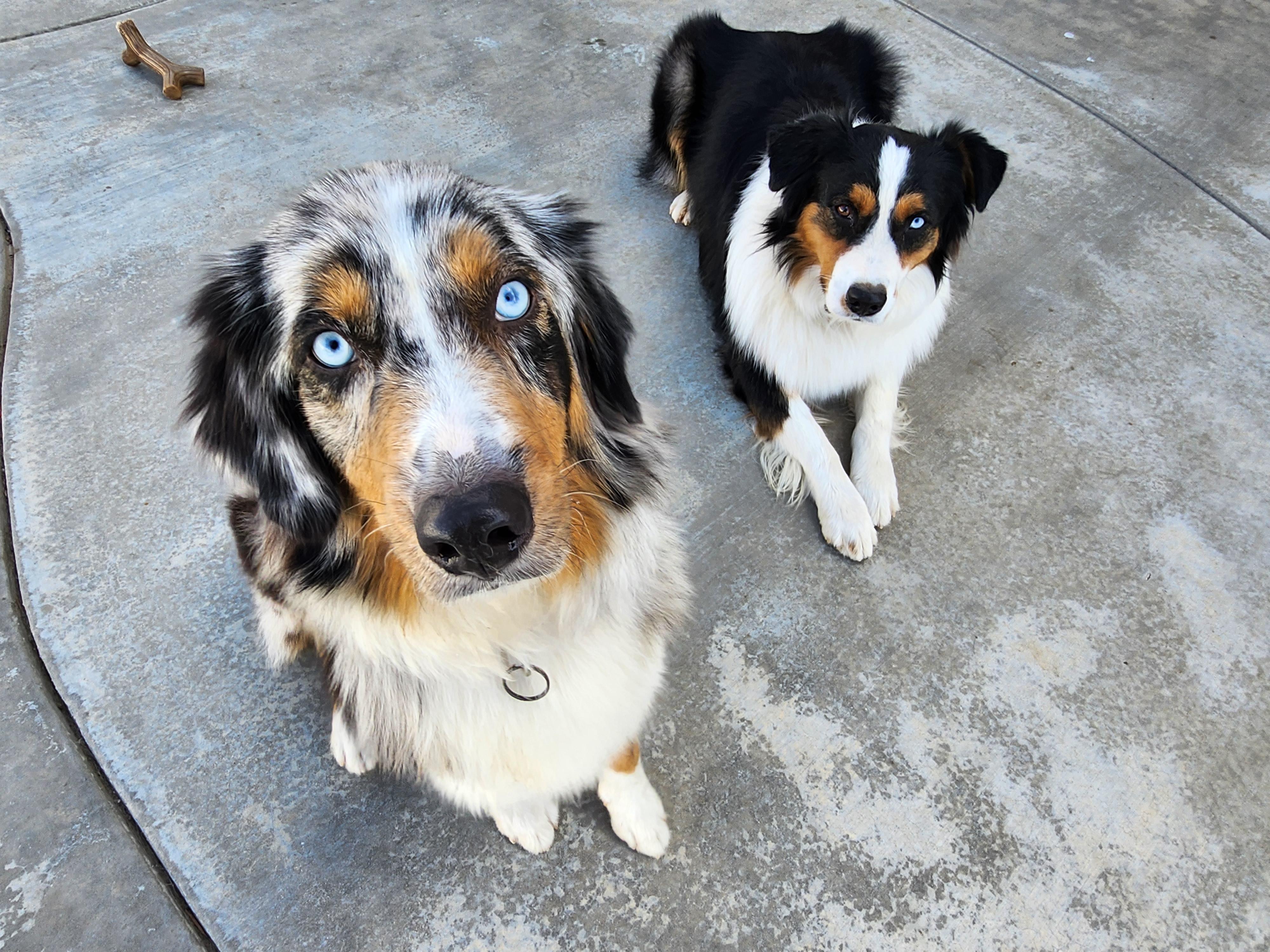 Aus Cal (Aussies of soCal) in California | Australian Shepherd puppies ...