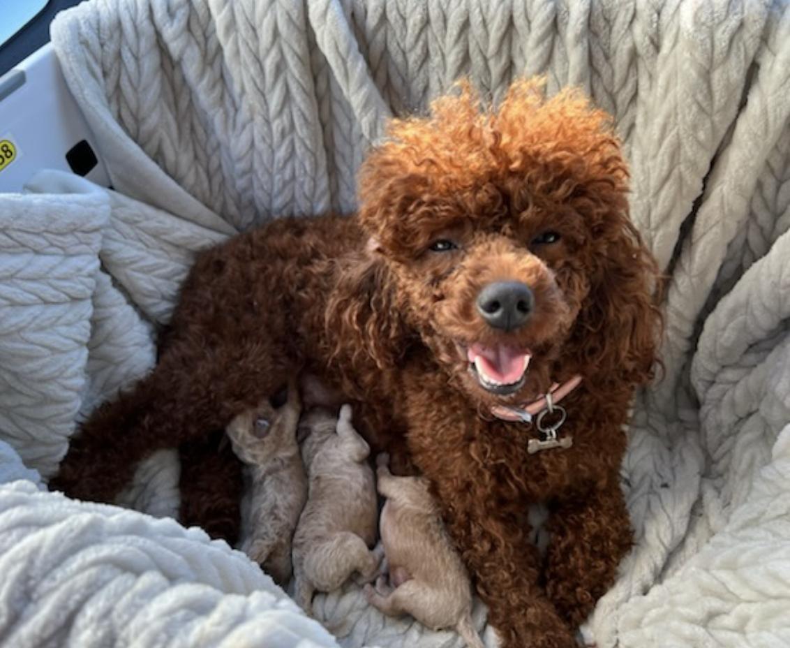 Morkie-poo LOVE in Rhode Island | Assorted Doodle Crosses puppies ...