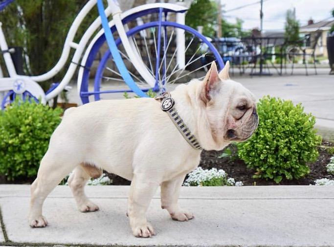 Frenchie Babies in Washington | French Bulldog puppies | Good Dog