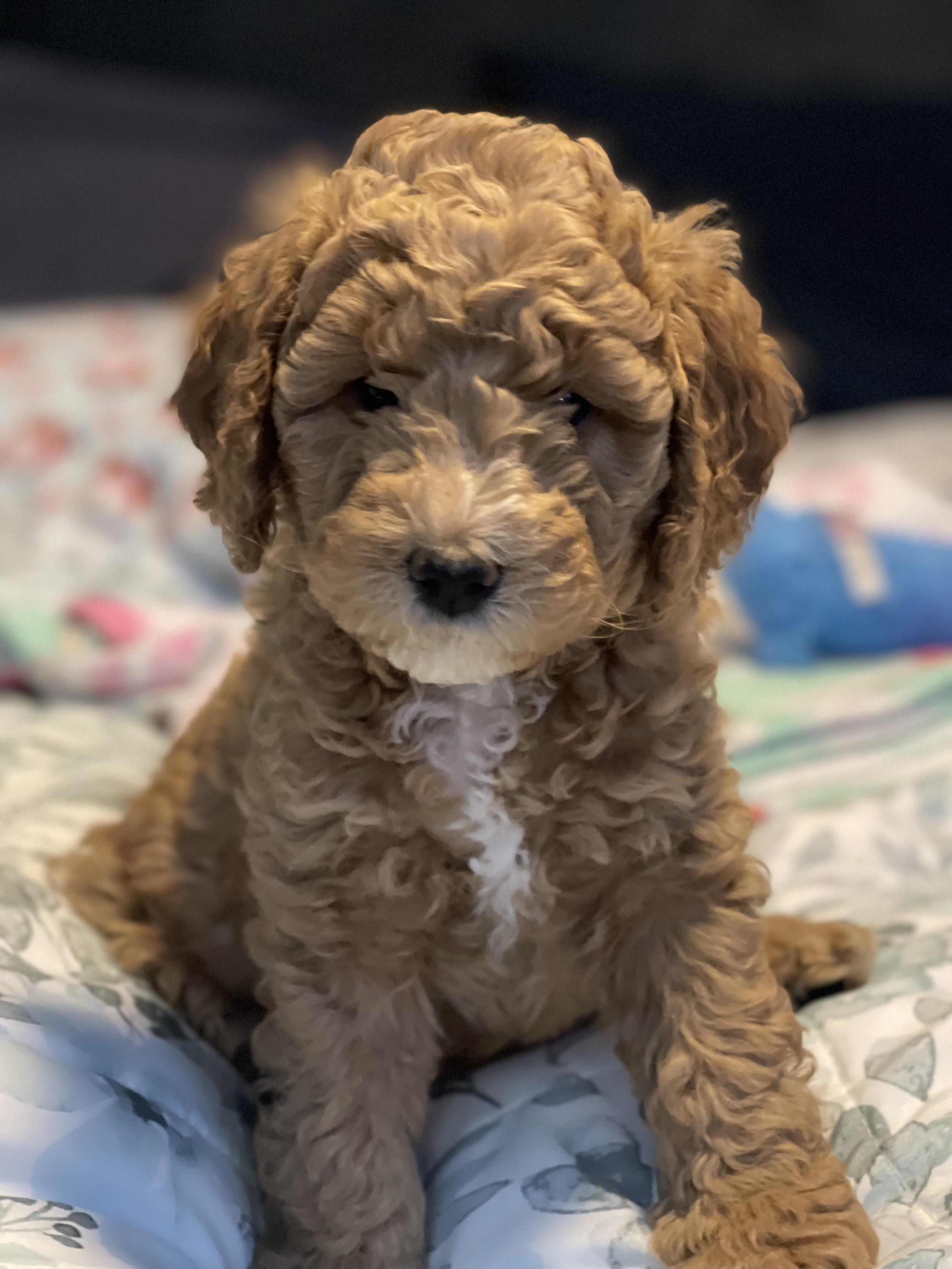 The Real Doodles of Southern California in California | Goldendoodle ...