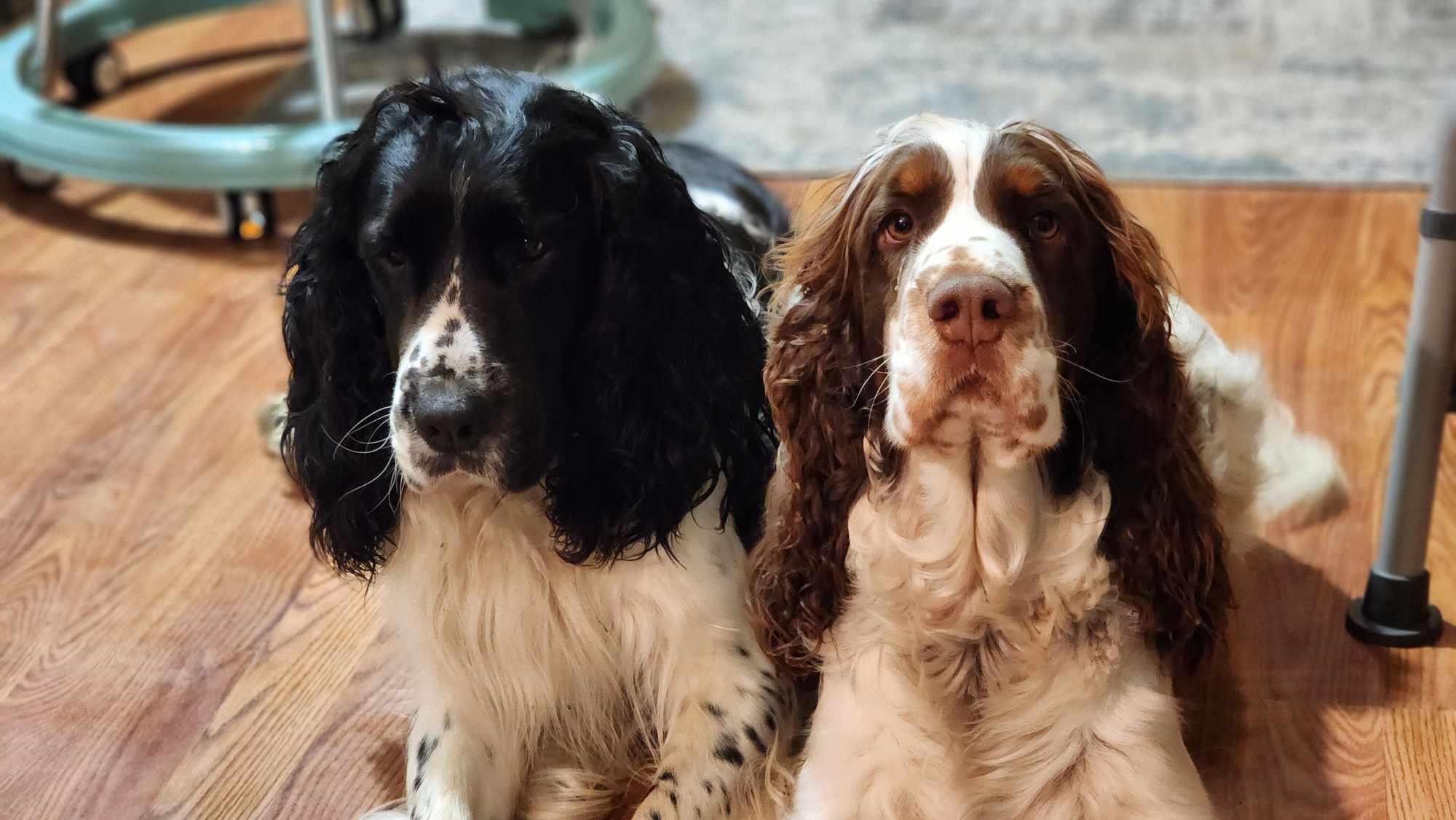 Enos Ranch Springer Spaniels in Oregon | English Springer Spaniel ...