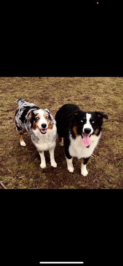 The Highland Shepherds & Doodles in Montana | Australian Shepherd and ...
