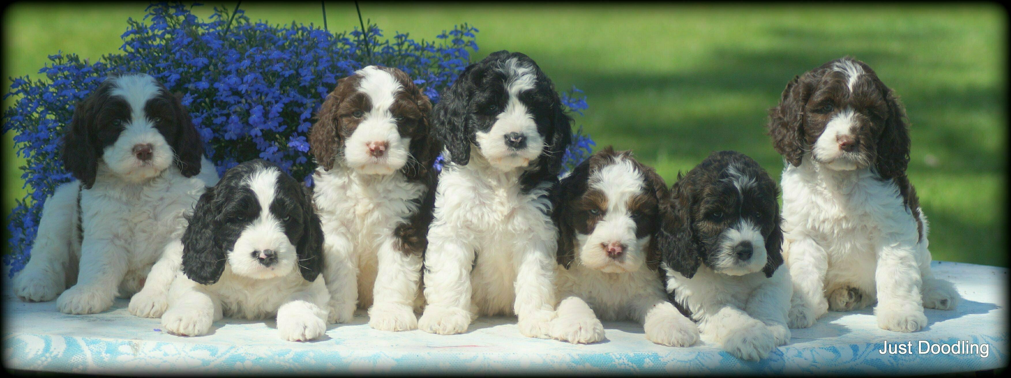 Just Doodling in Minnesota | Springerdoodle puppies | Good Dog