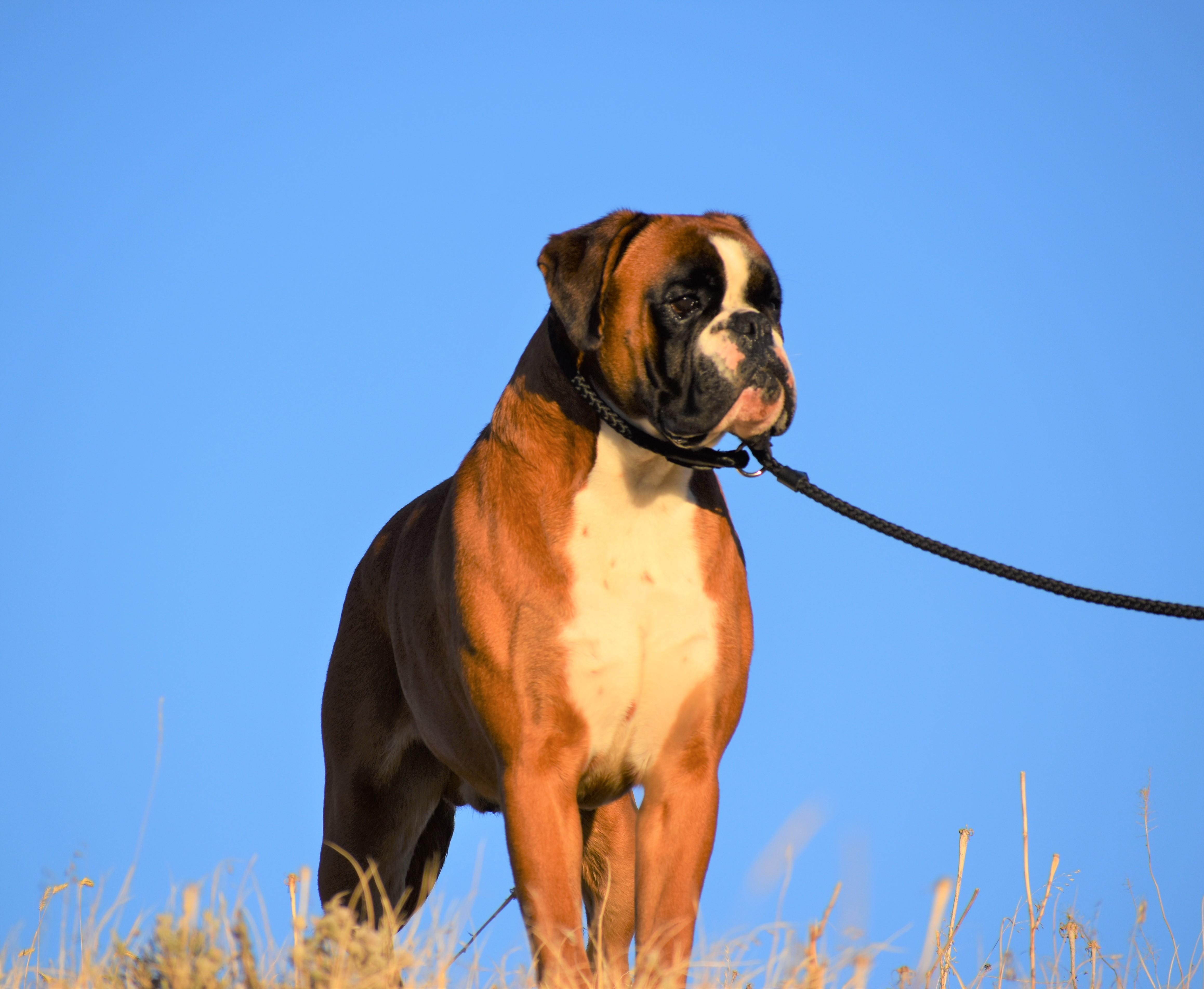Hert's Big Sky Boxers in Montana | Boxer puppies | Good Dog