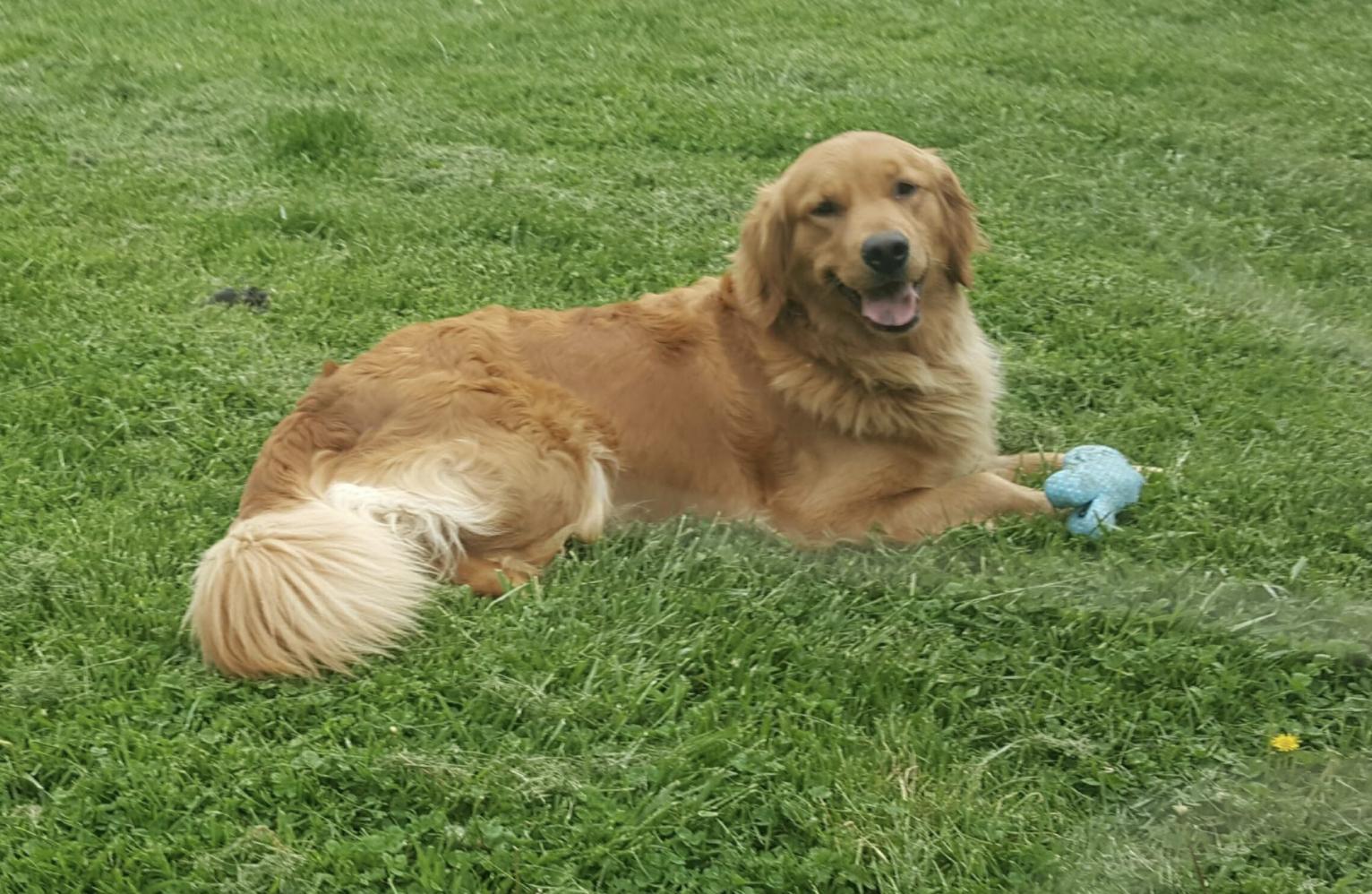 TTR Goldens in | Golden Retriever puppies | Good Dog