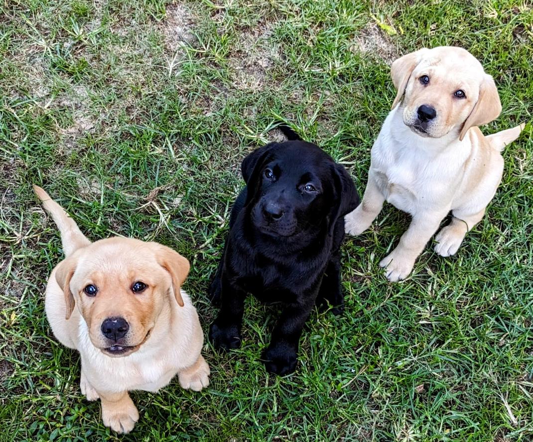 Labradors Forever in North Carolina | Labrador Retriever puppies | Good Dog