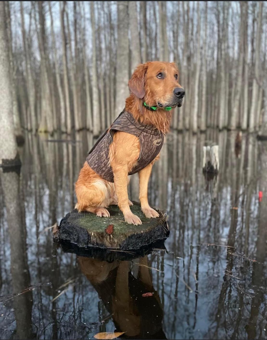 Miller Retrievers in South Carolina | Golden Retriever puppies | Good Dog