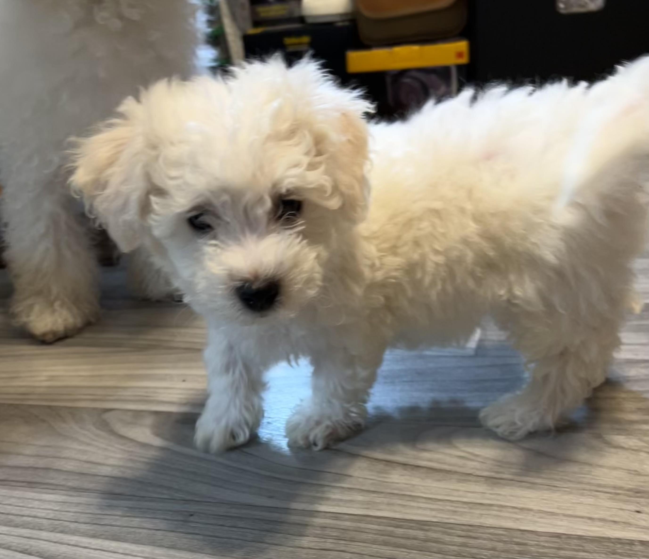 BichonSTL in Missouri | Bichon Frise puppies | Good Dog