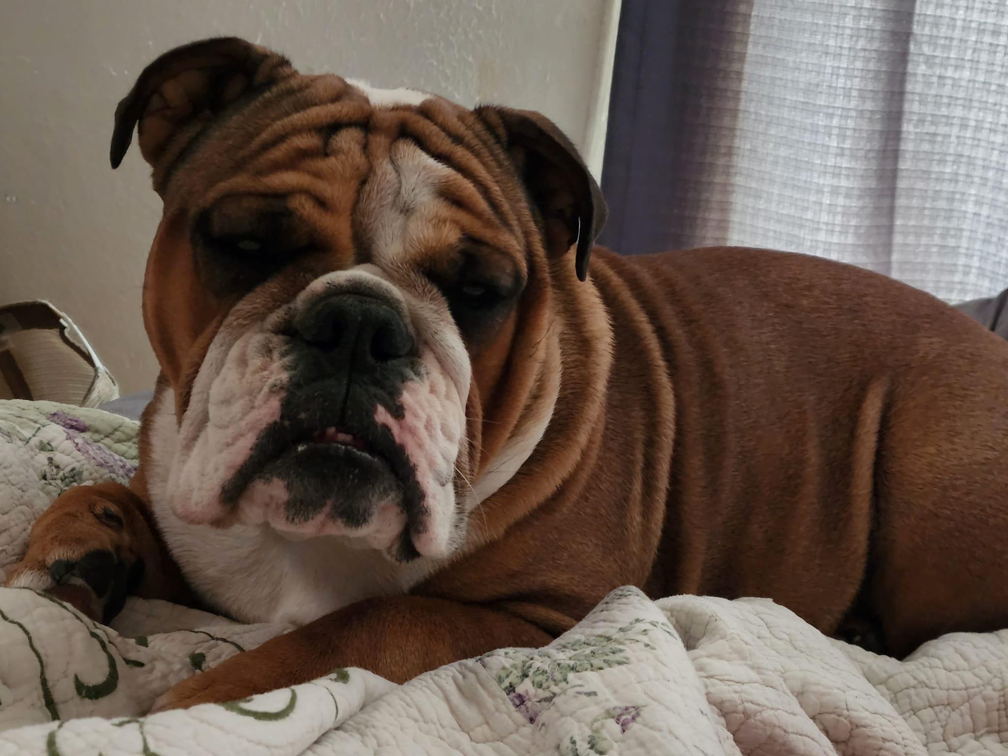Bull Shih-tzu Kennels in Idaho | Bulldog puppies | Good Dog