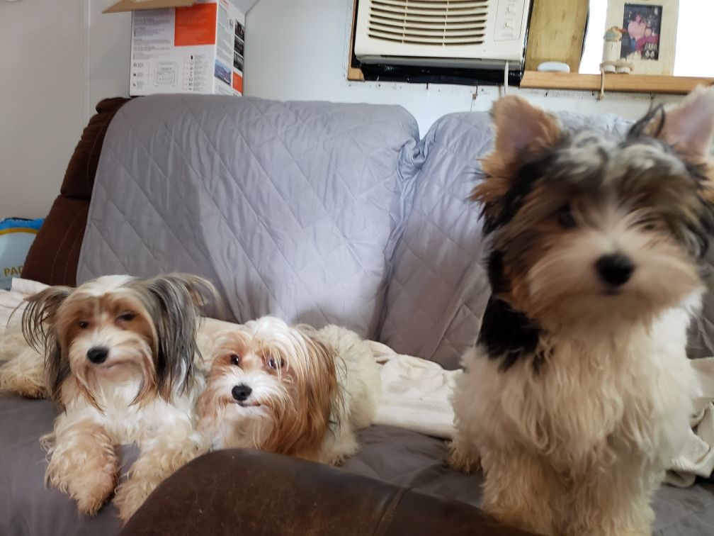 Sauty Dog Yorkies in Alabama | Yorkshire Terrier puppies | Good Dog Sauty Dog Yorkies in Alabama | Yorkshire Terrier puppies | Good Dog