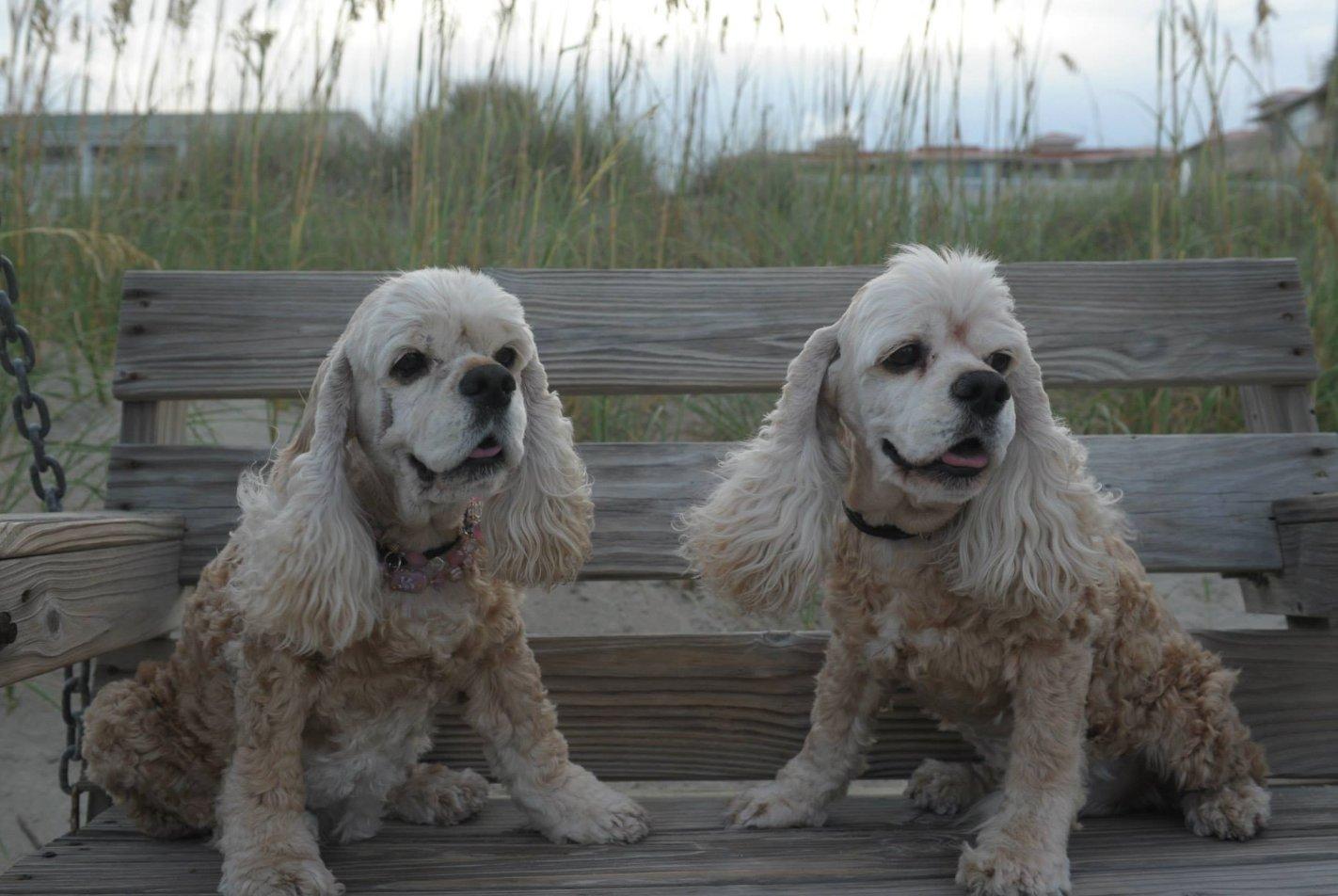 Ashwood Cockers in Indiana | Cocker Spaniel and Irish Setter puppies ...