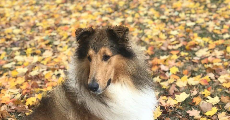 Gold Leaf Collies in Illinois | Collie puppies | Good Dog