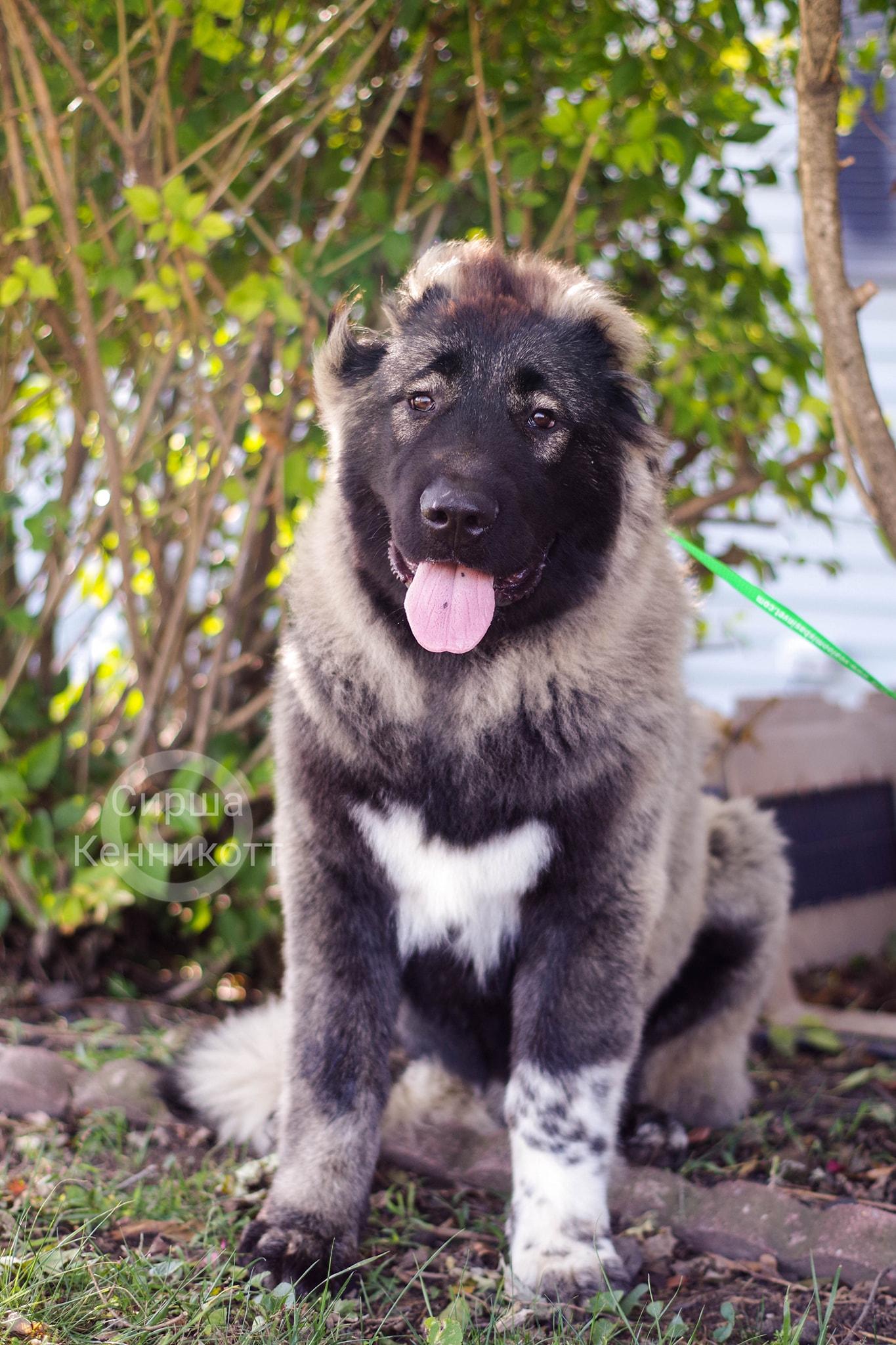 Guardian Angel Caucasian Shepherds in West Virginia | Caucasian ...
