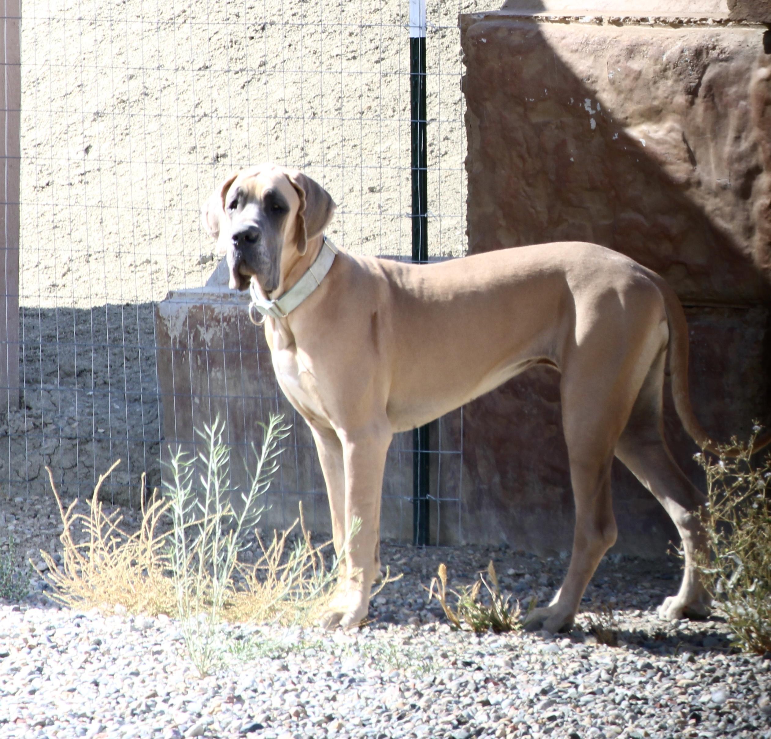 Adobe Creek Danes in Colorado | Great Dane puppies | Good Dog