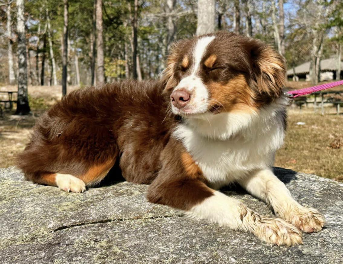 B&M Miniature Australian Shepherds in Alabama | Miniature Australian ...